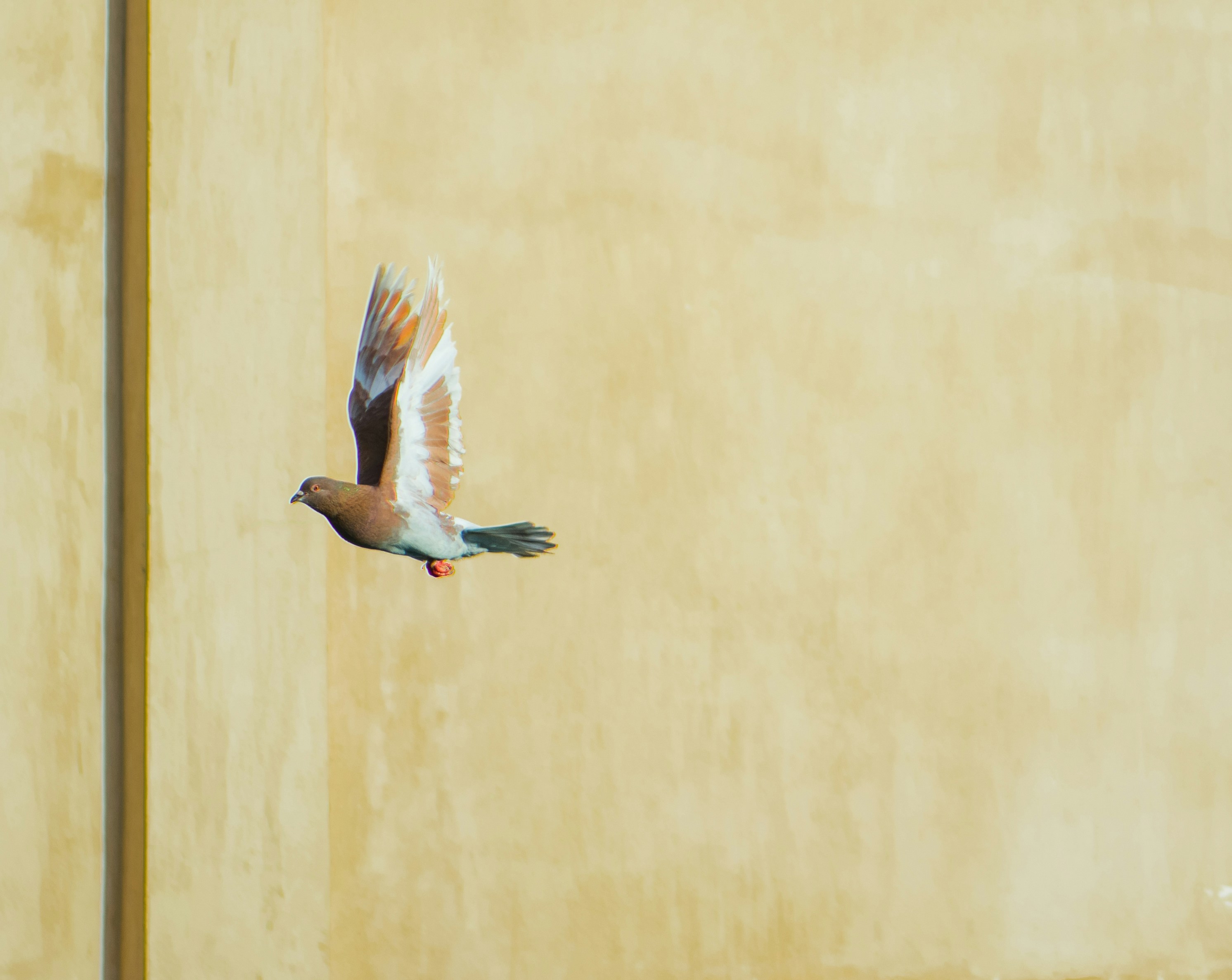 A bird in mid-flight against a muted yellow wall, showcasing its vibrant plumage and dynamic motion.