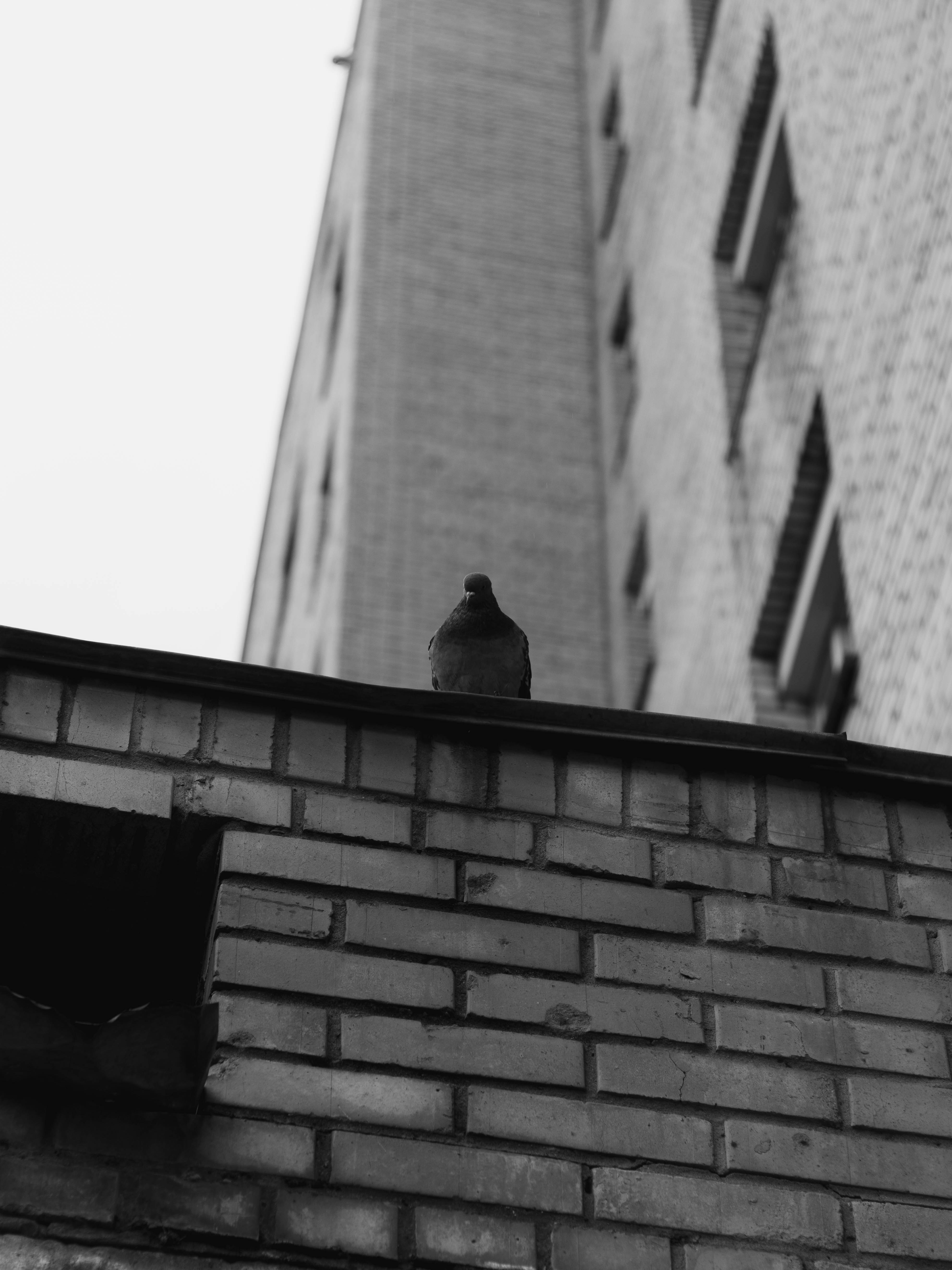 Brick Edge Sentinel: Pigeon Beneath the City’s Towering Facades