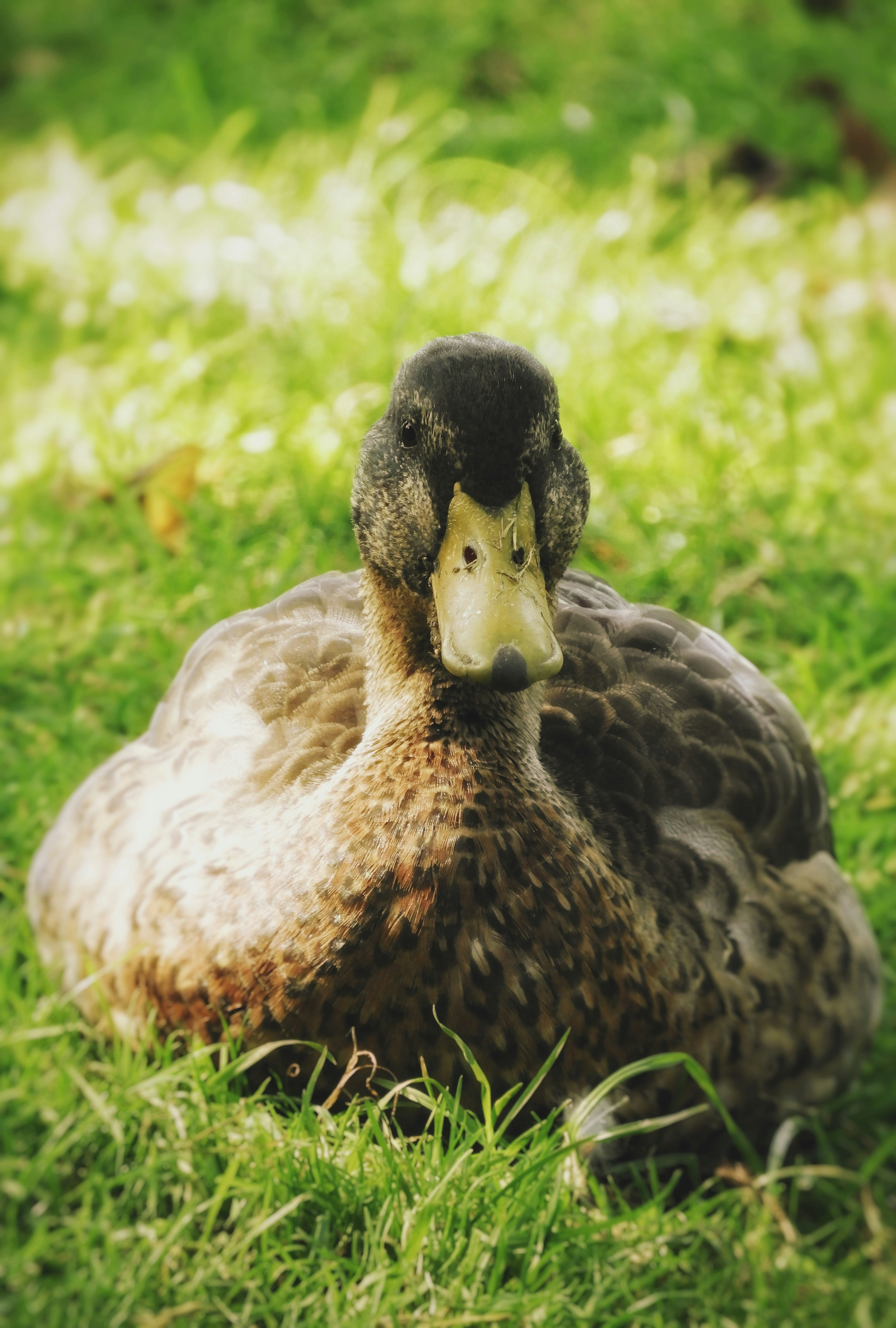 Sunlit Mallard Portrait: a calm gaze in the grass