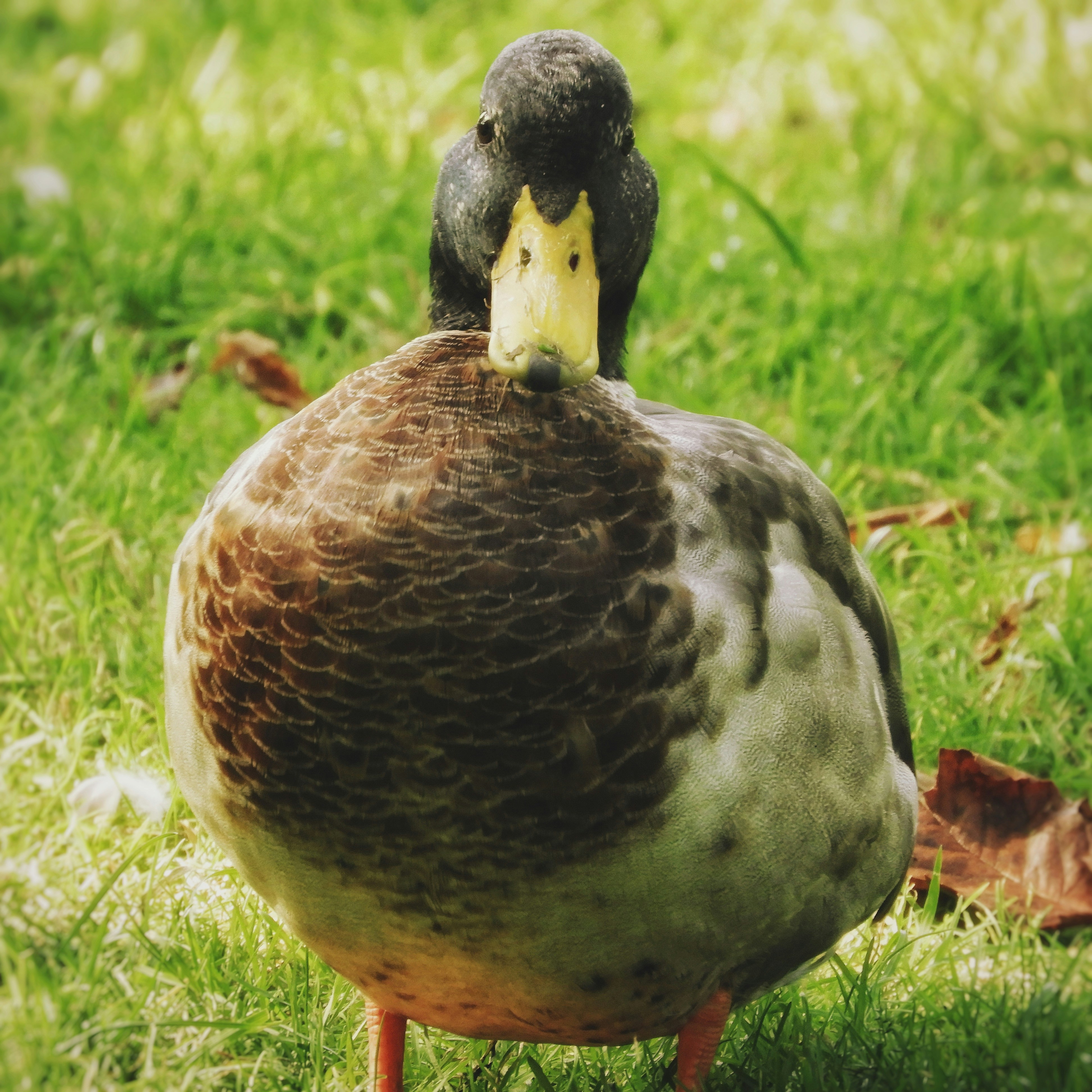 A mallard duck stands confidently on a grassy patch, showcasing its distinctive plumage and curious expression.