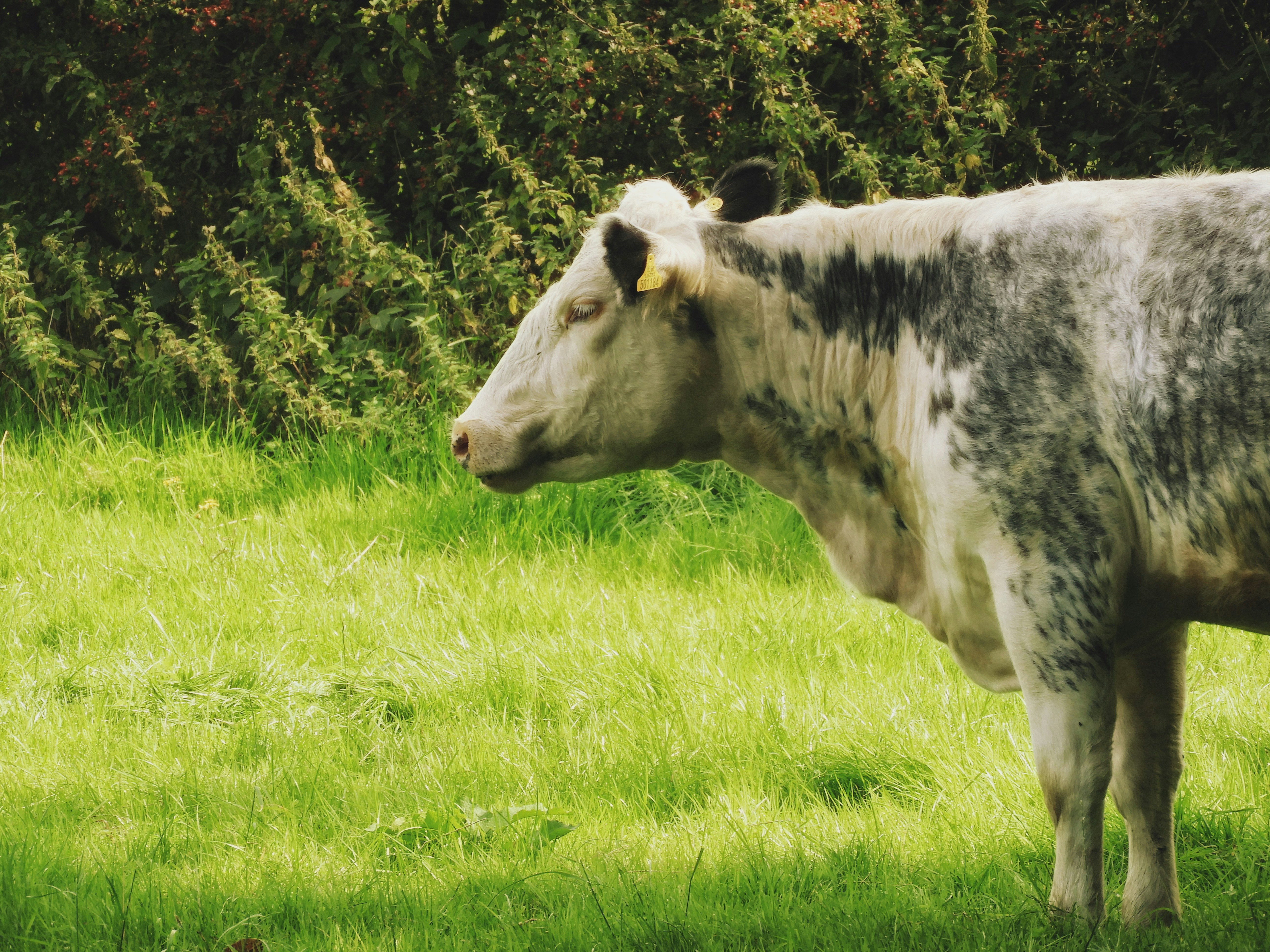 White cow grazing peacefully on vibrant green grass under soft daylight.