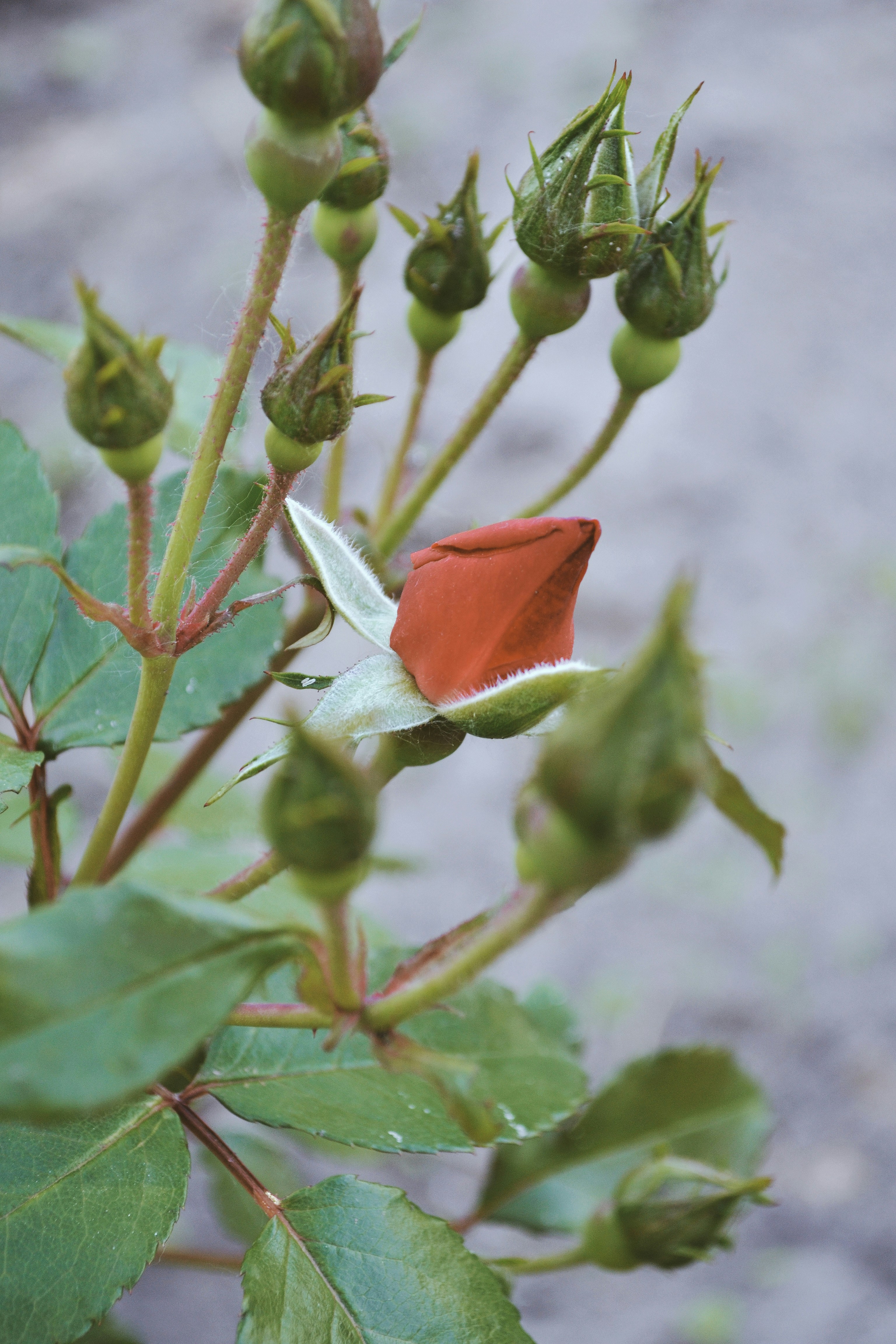 red rose in bloom during daytime
