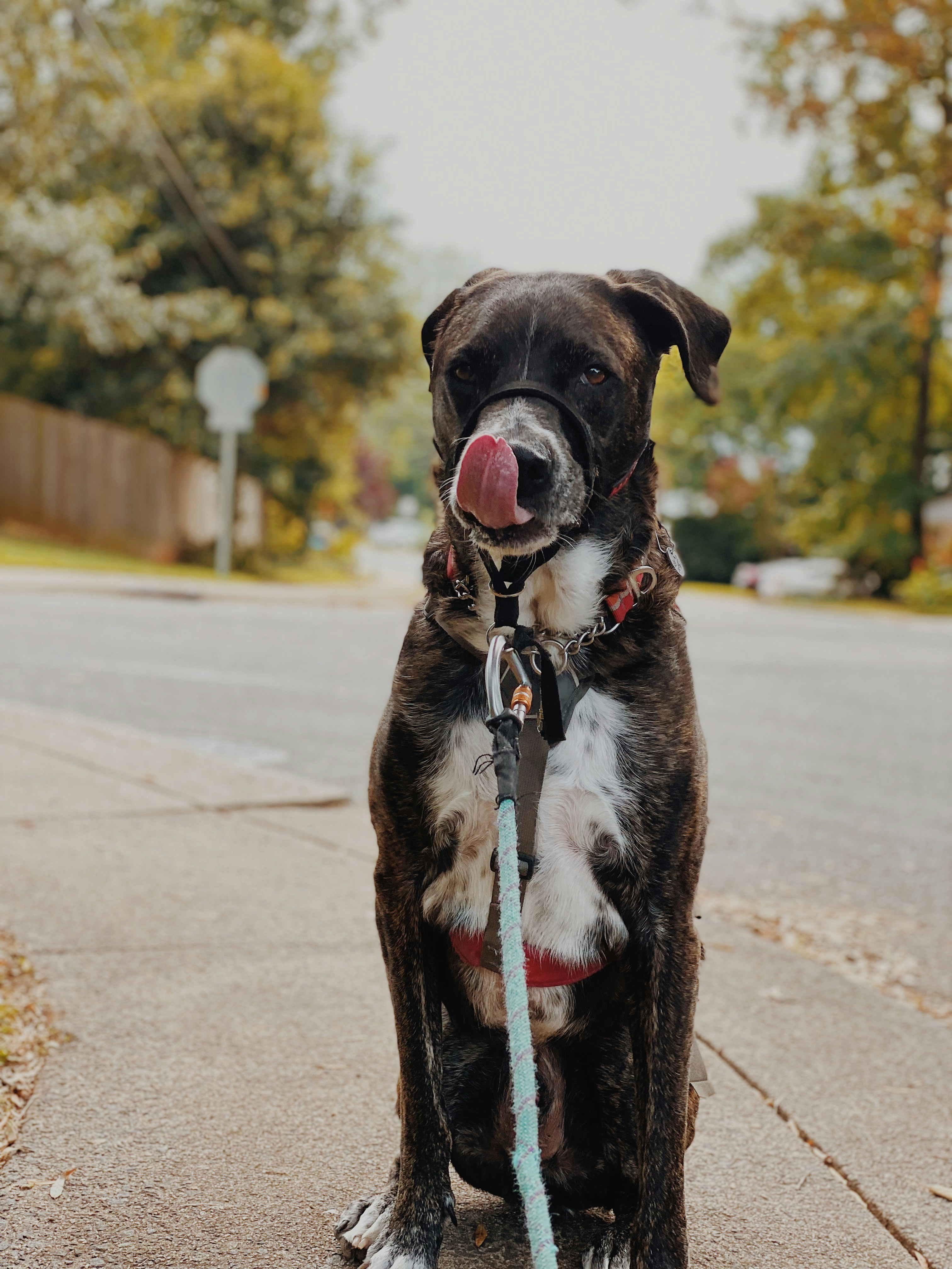 A playful dog with a curious expression licks its nose while standing on a sidewalk, surrounded by autumn foliage and a distant street sign.