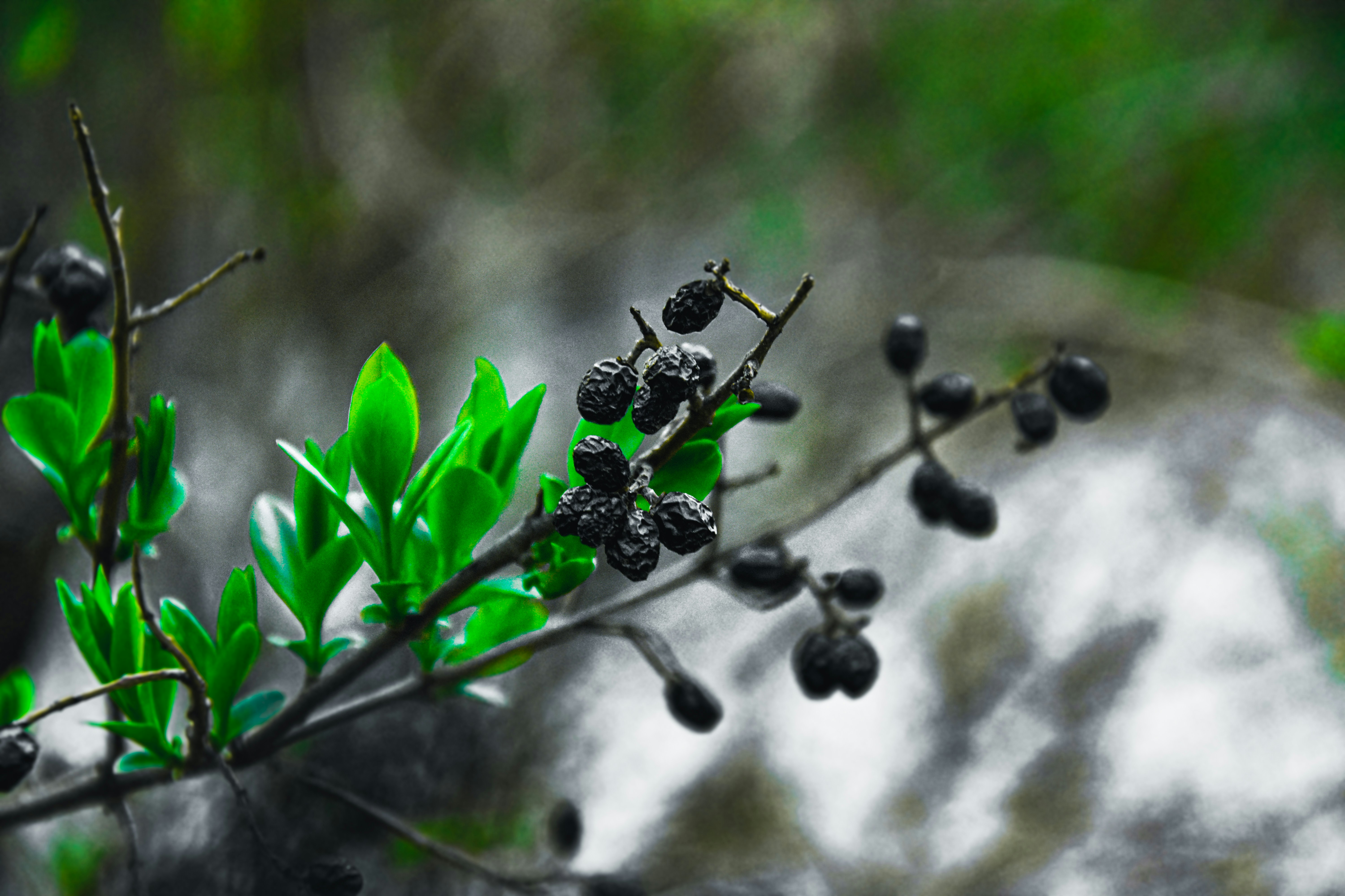Emerald Sprouts Framed by Weathered Berries
