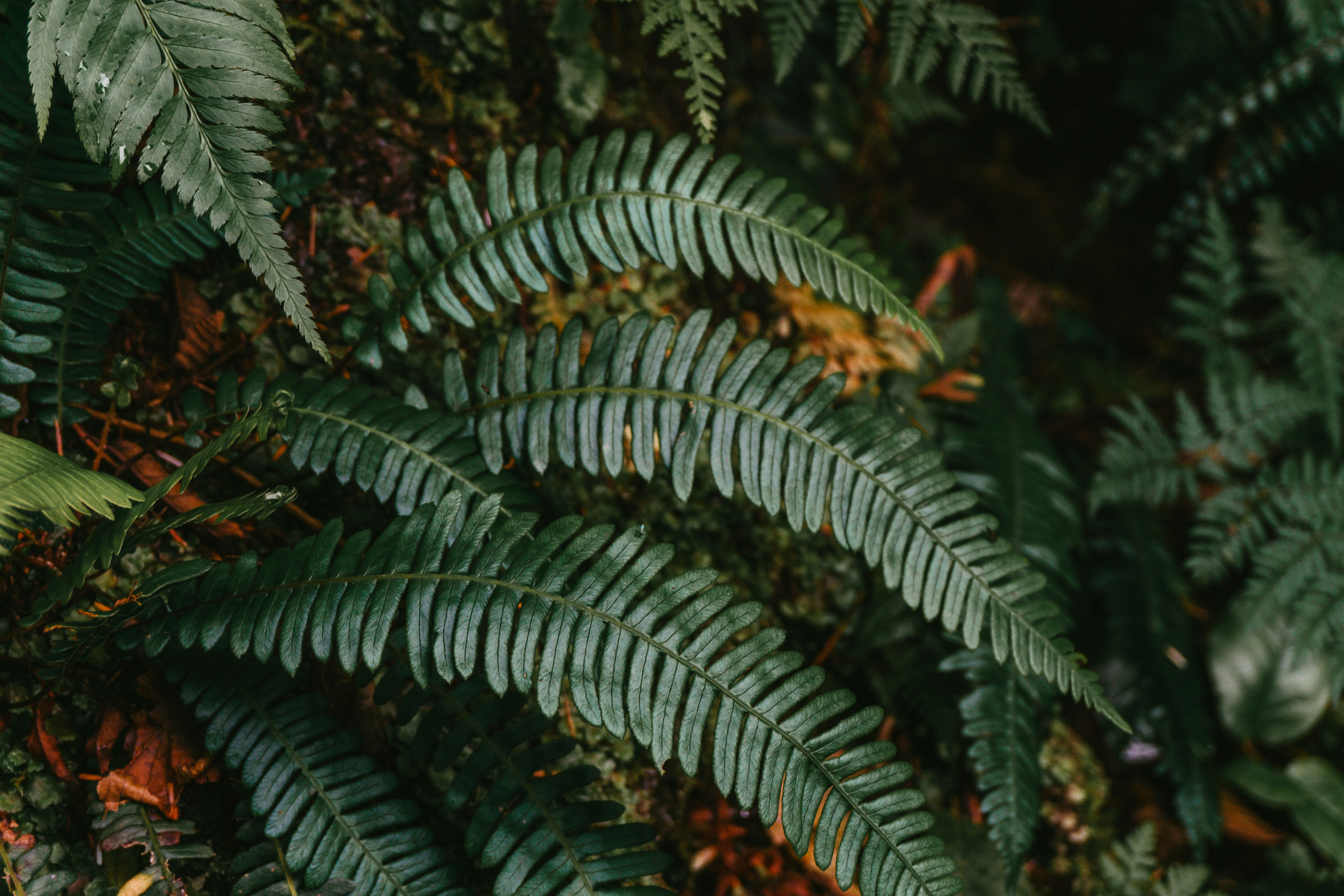 Lush green ferns intertwining on a forest floor, showcasing intricate leaf patterns and textures.