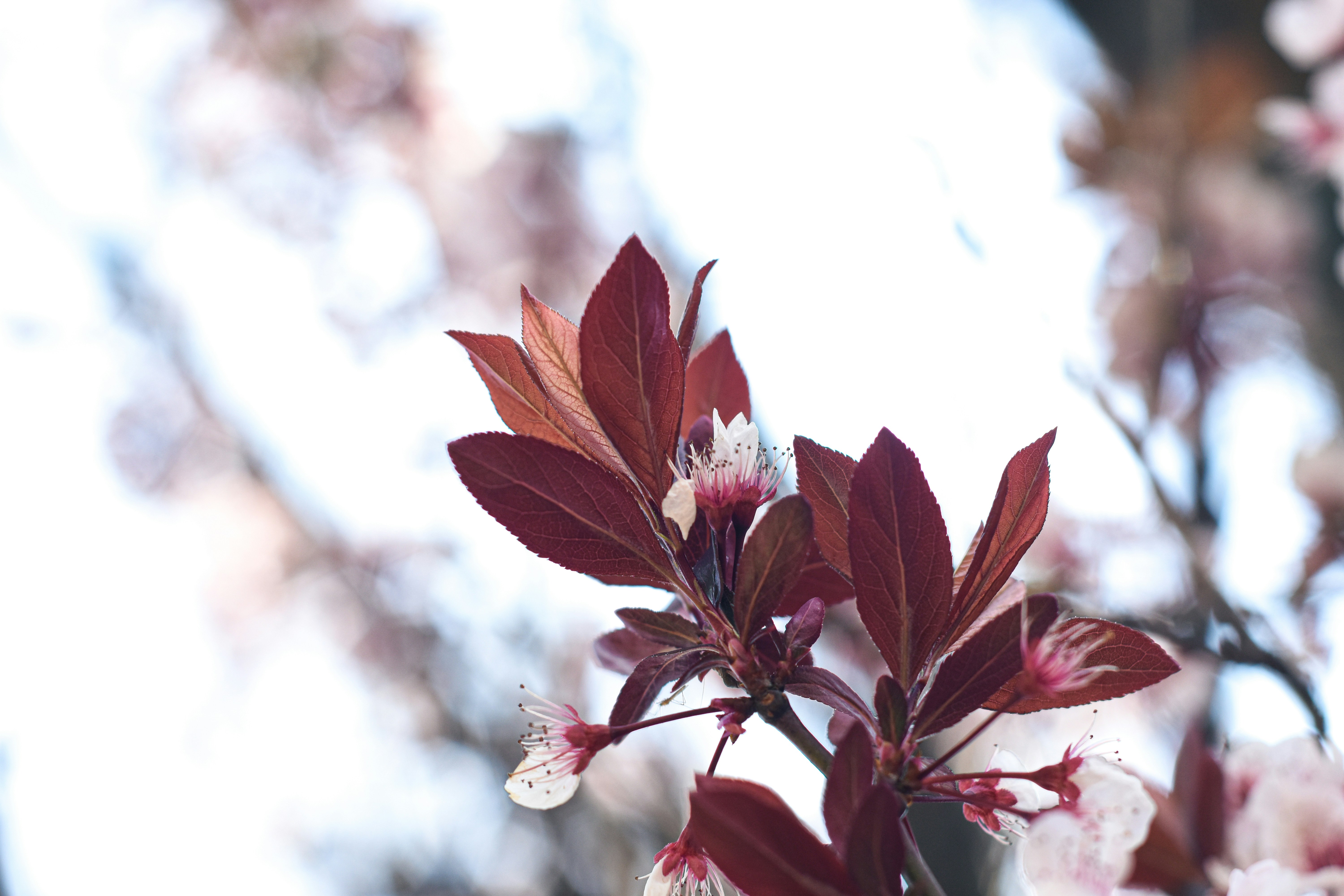 Delicate red leaves and blossoms emerge against a soft, blurred background, signaling the arrival of spring.