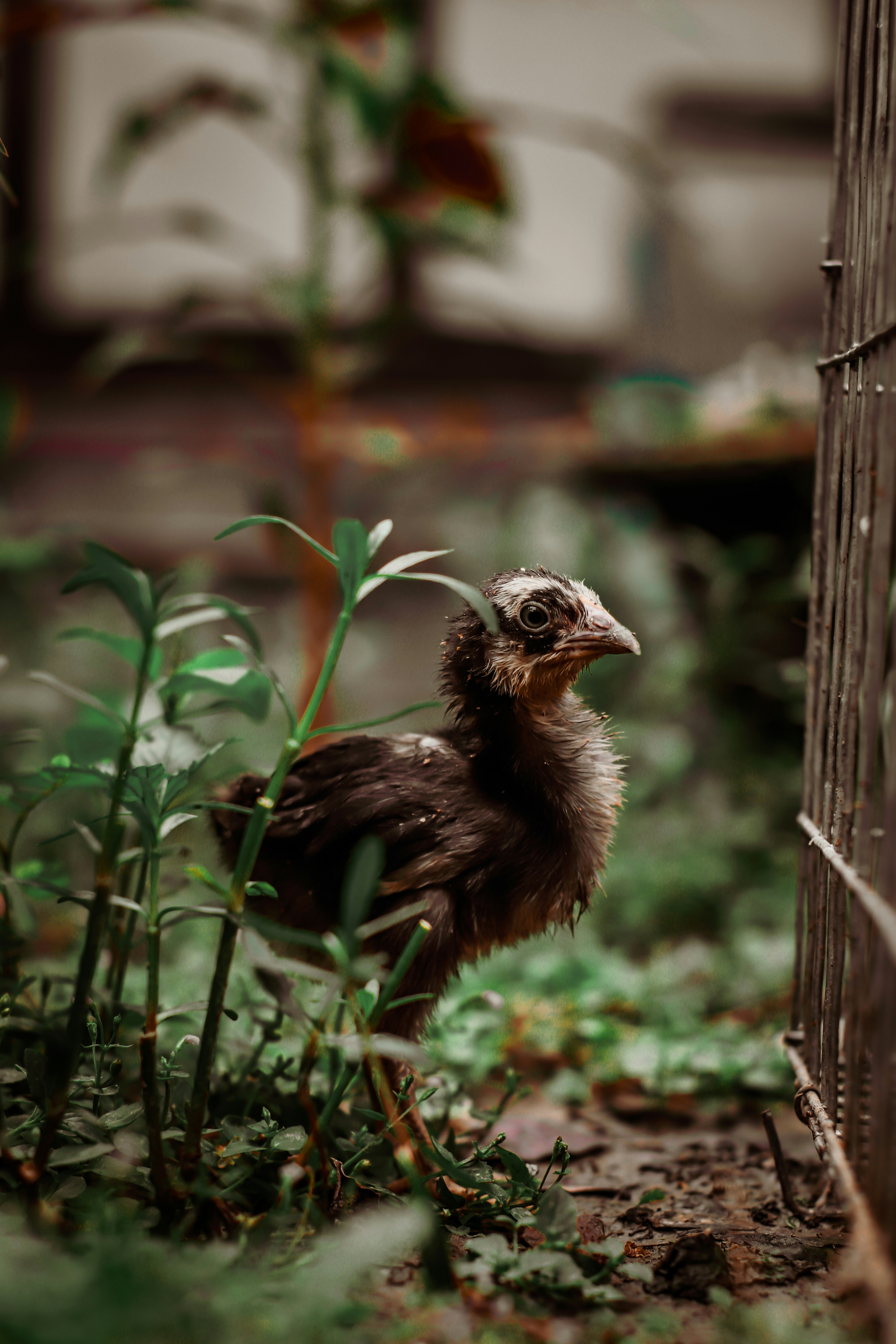 Brown and black bird on green grass during daytime photo – Free Animal ...