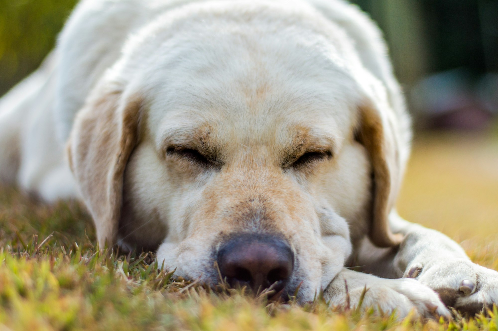 Why My Dog Makes Weird Noises Like Choking? Why My Dog Makes Weird Noises Like Choking?