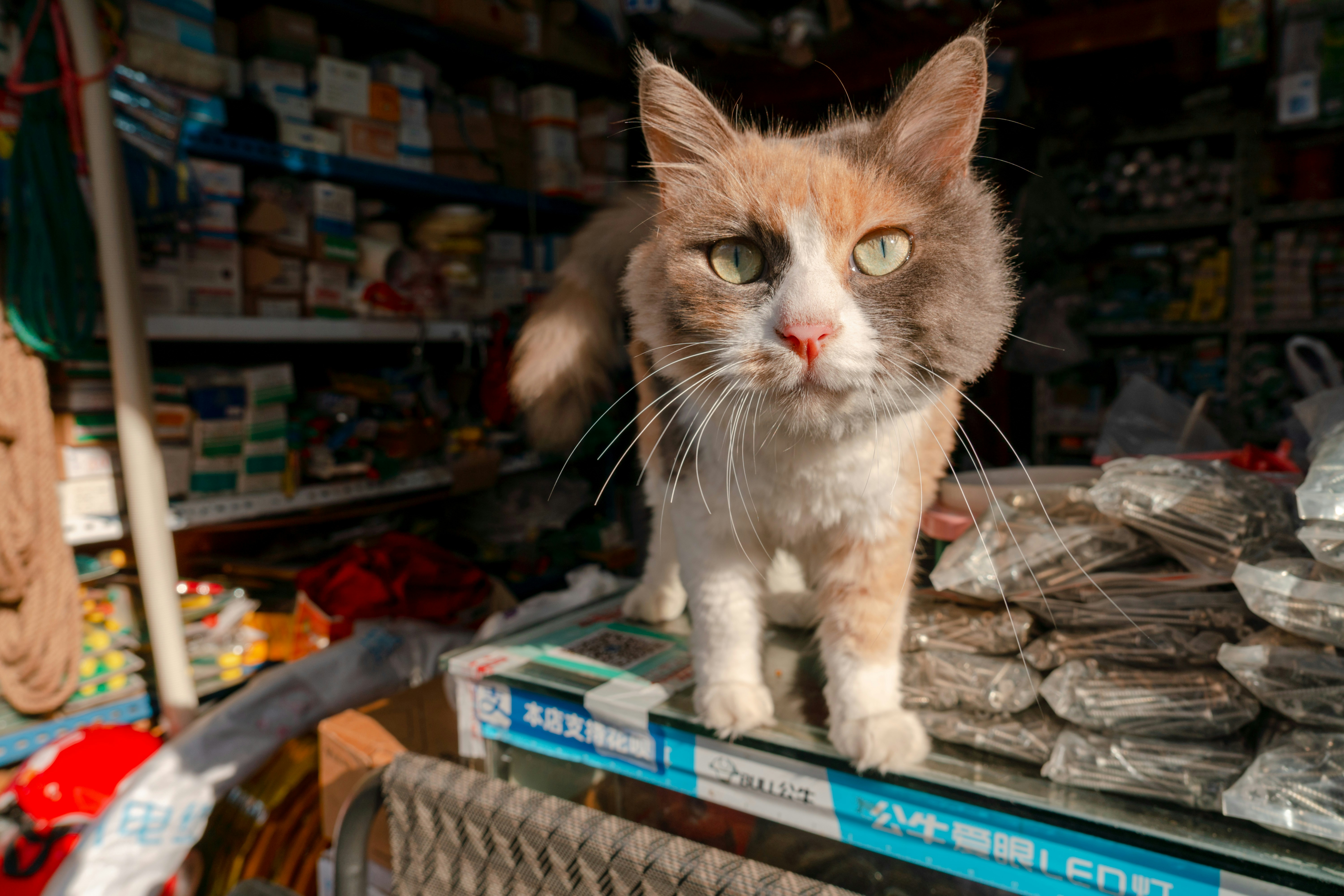 Emerald-Eyed Shop Cat Guarding the Counter Amid Stacks of Goods