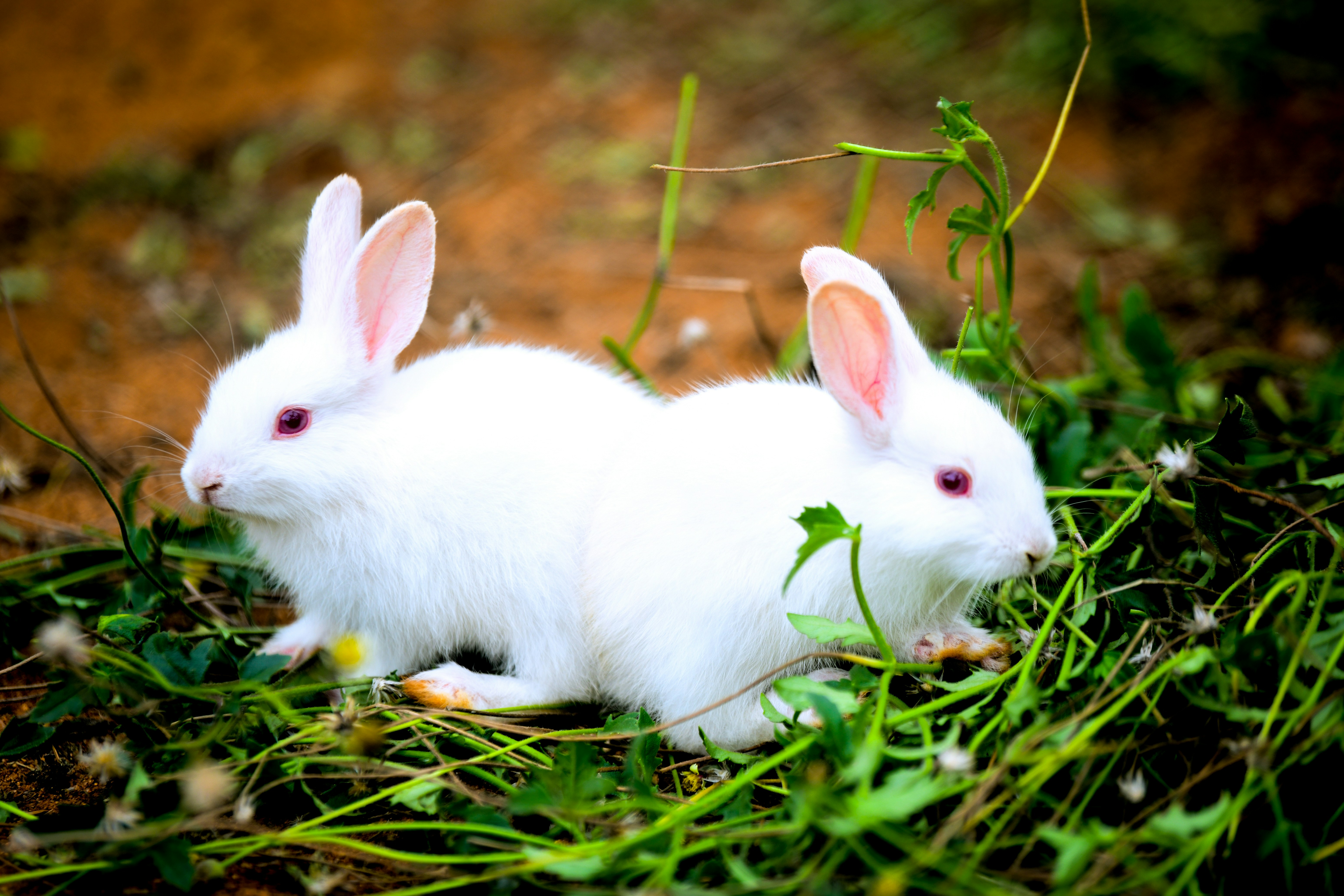 White rabbit on green grass during daytime photo – Free Rajanagaram ...
