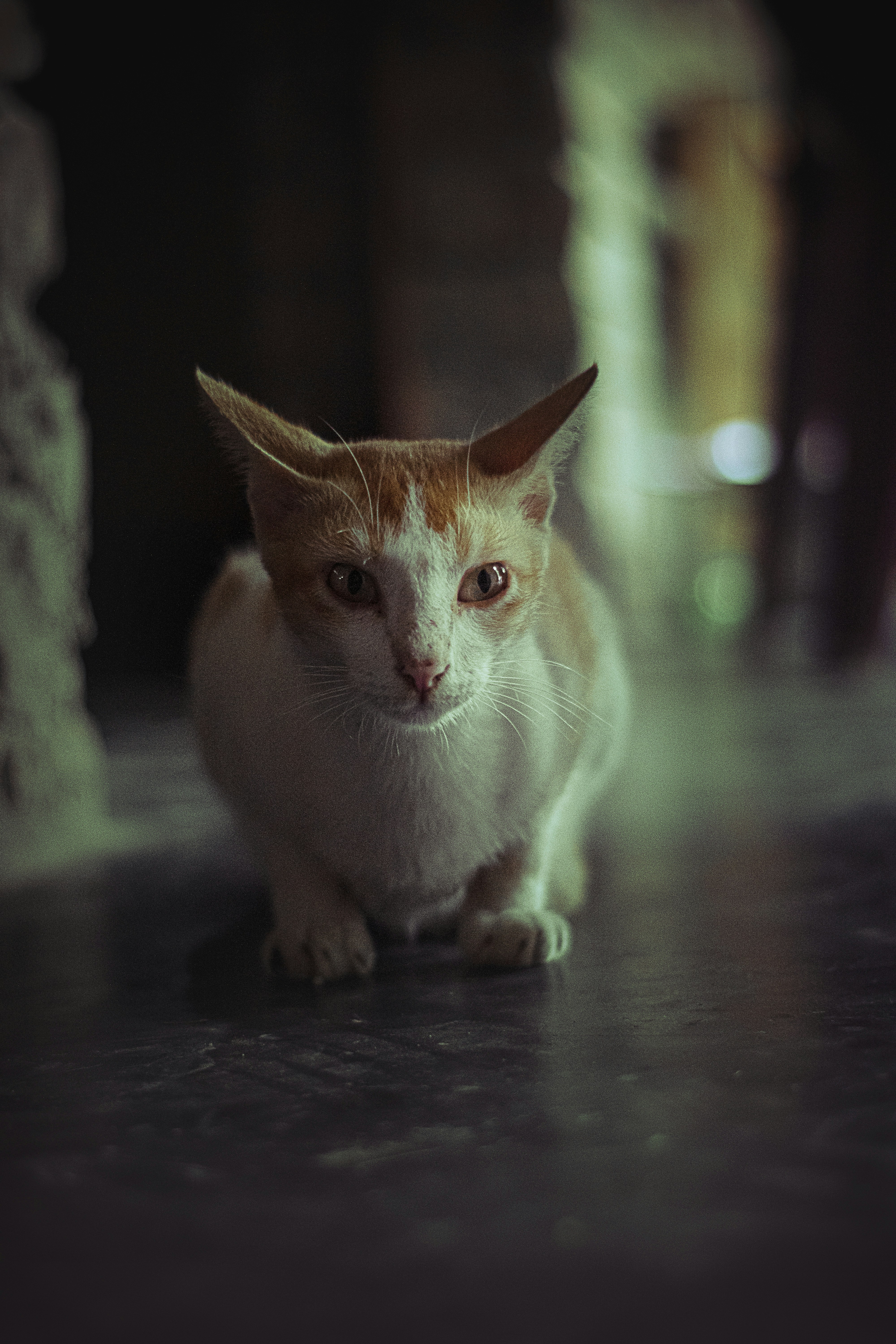 A focused cat with orange and white fur, poised on a dark surface, exuding curiosity. The background features blurred elements, adding depth to the scene.