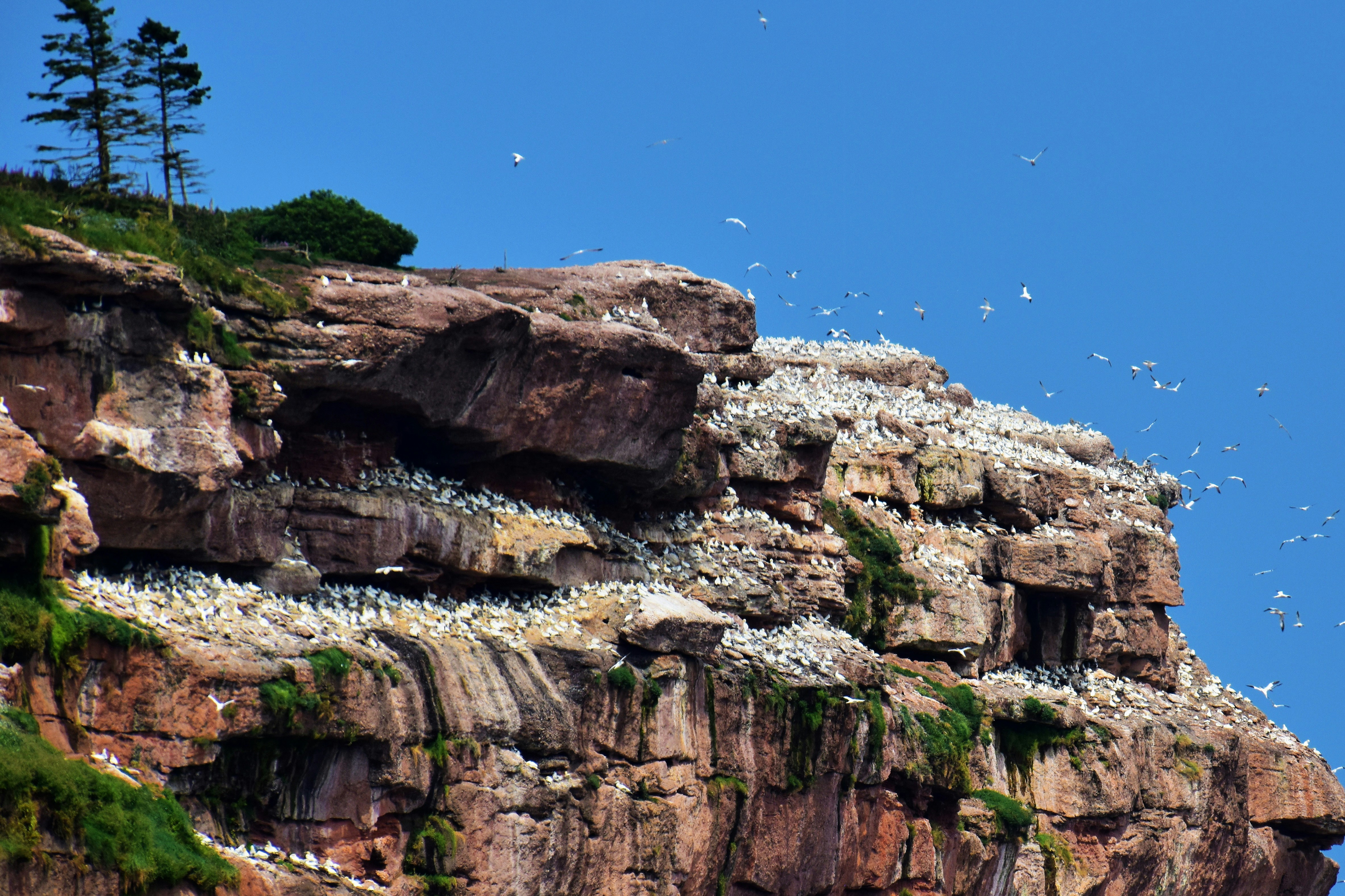Cliffside Nestscape: Seabirds Adorn Weathered Stone Under a Clear Blue Sky