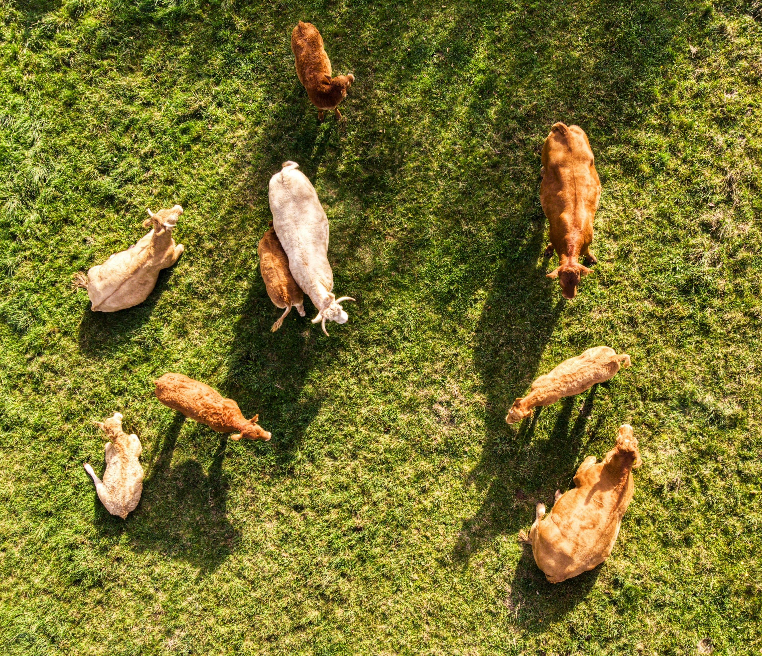Aerial view of a diverse group of cattle grazing on lush green grass, casting long shadows in the afternoon light.