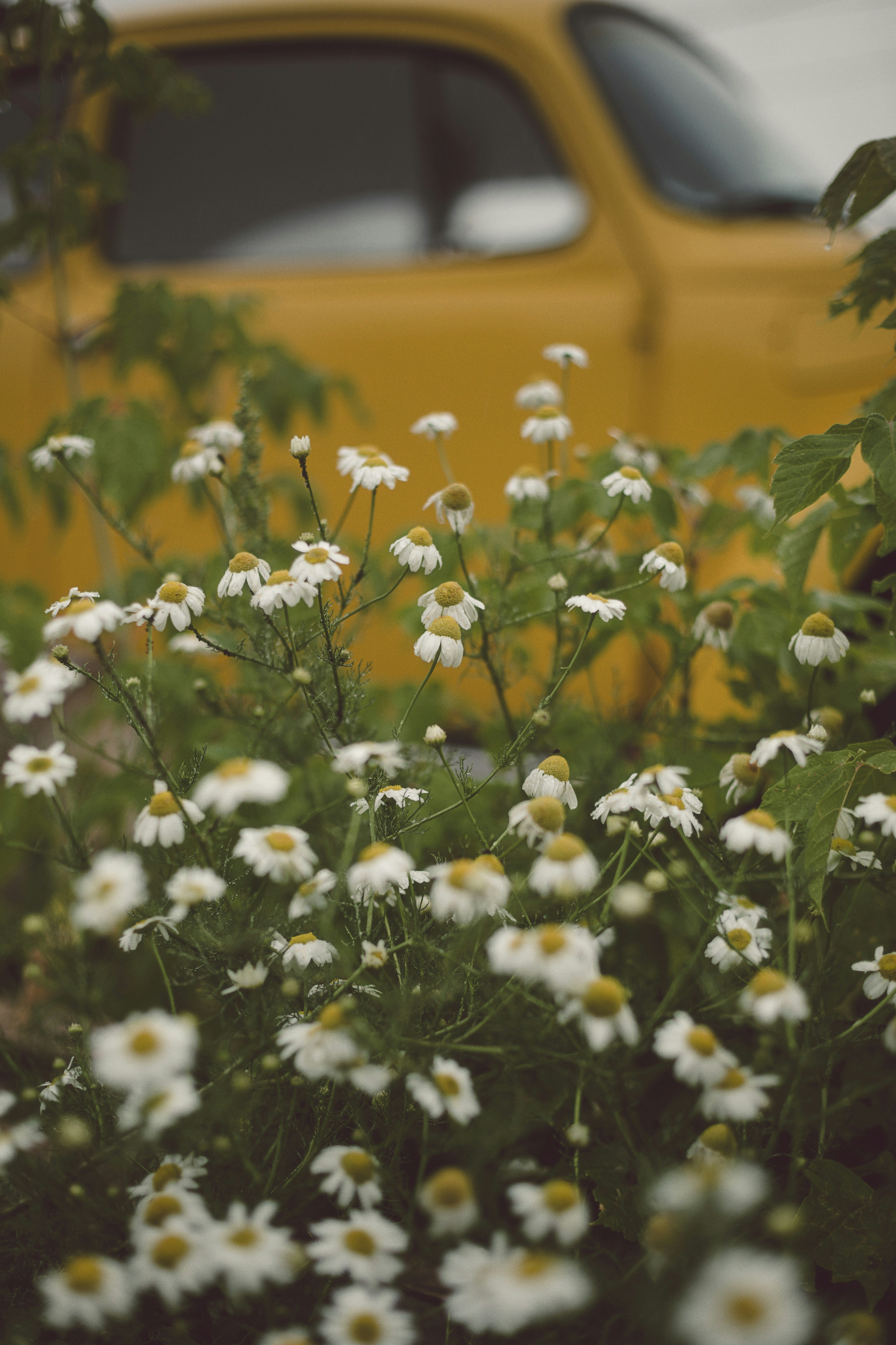 Wild daisies bloom vibrantly in the foreground, contrasting with the soft yellow of a vintage car in the background.