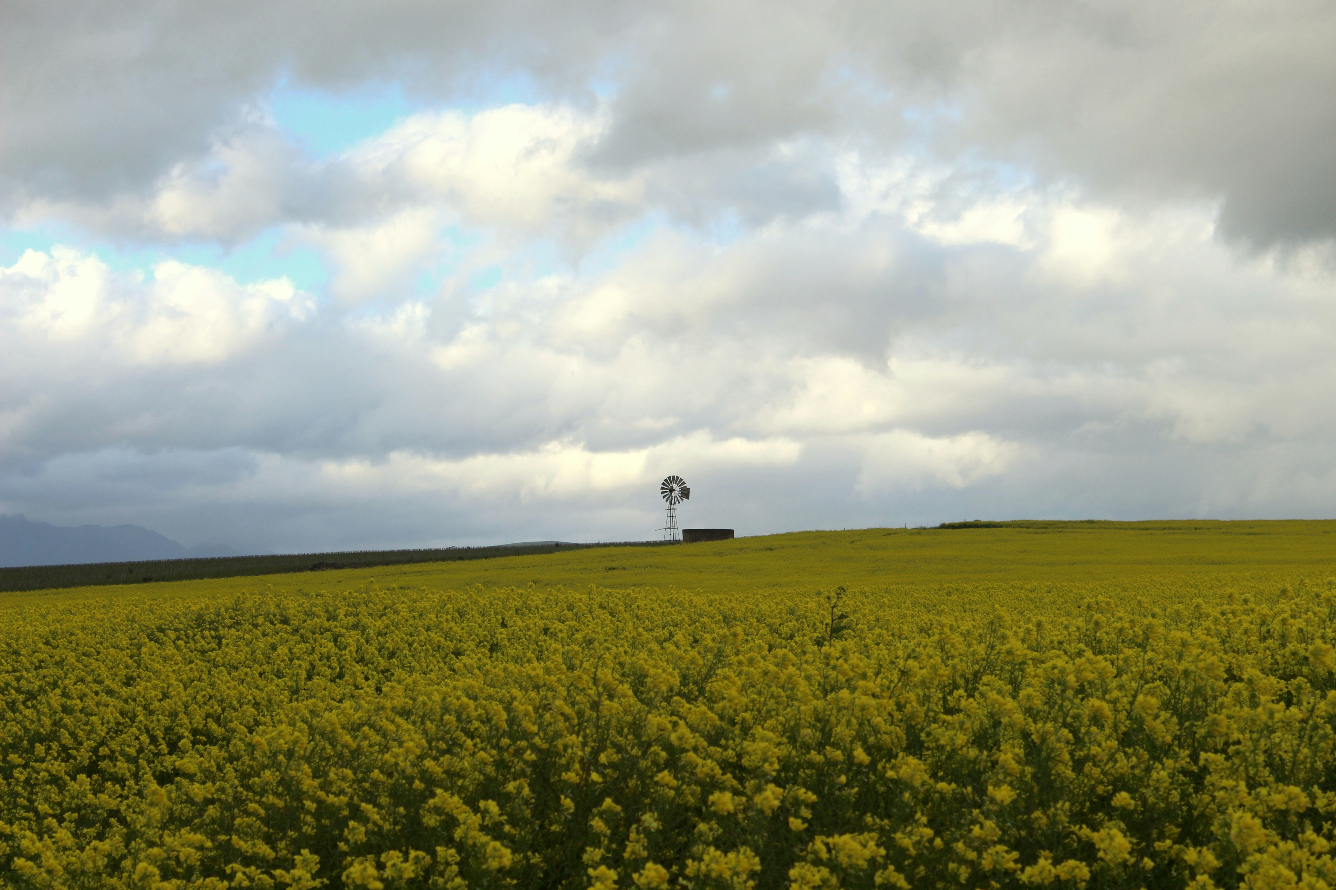 yellow flower field under white clouds during daytime