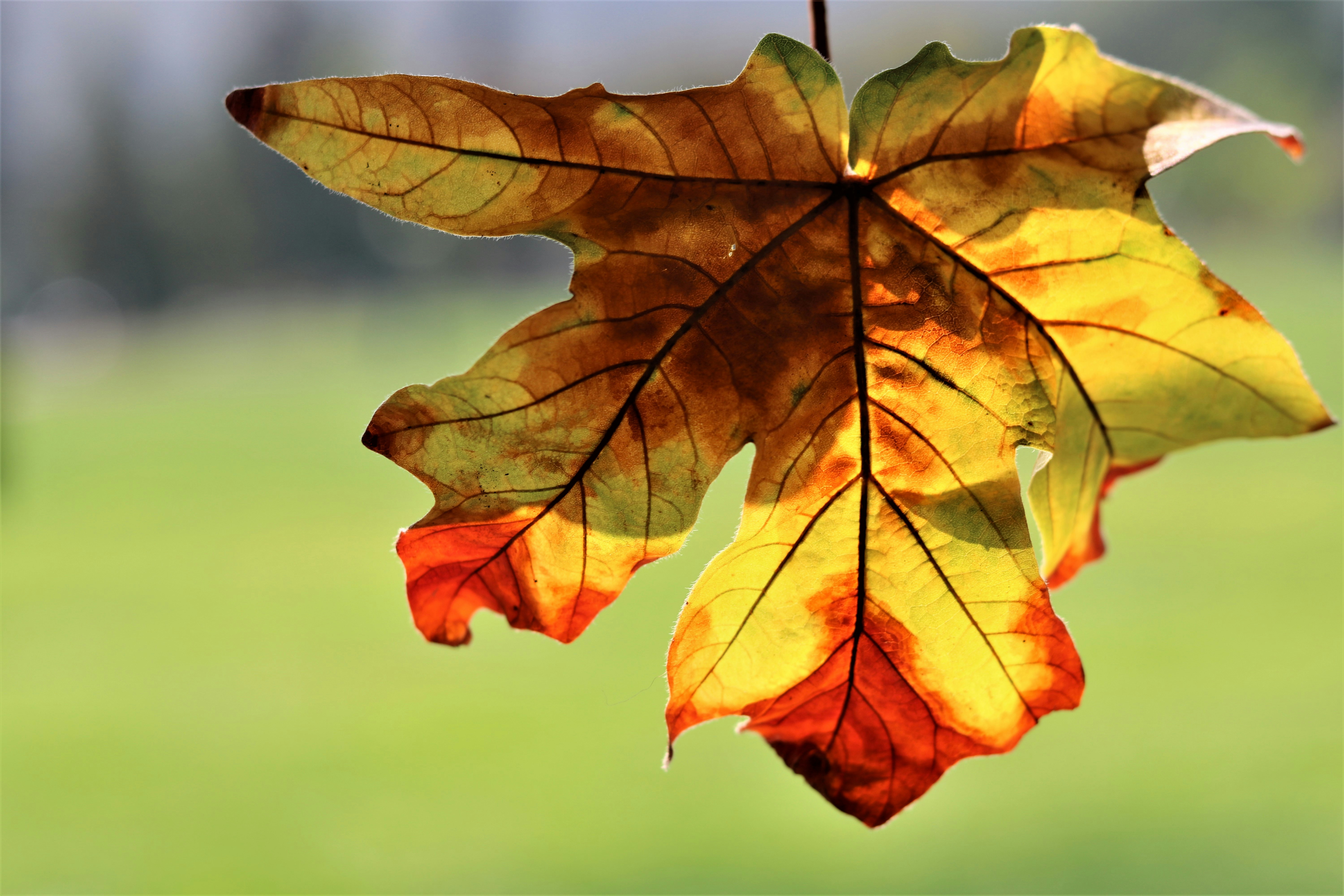 Backlit Maple Leaf: Amber Veins Glow Over a Soft Green Backdrop