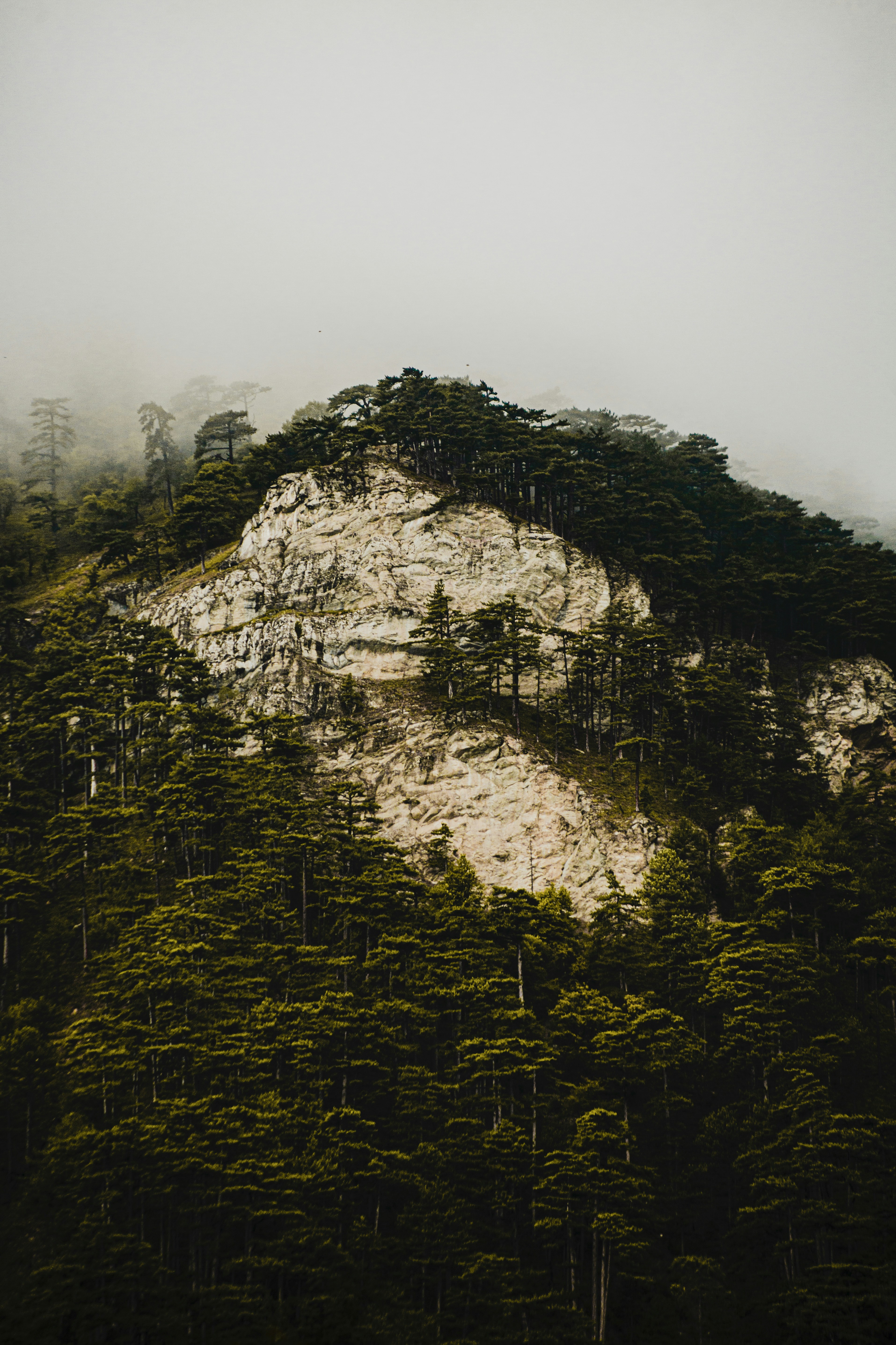 Fog envelops a rocky outcrop amidst dense coniferous trees, creating a serene and mysterious atmosphere.