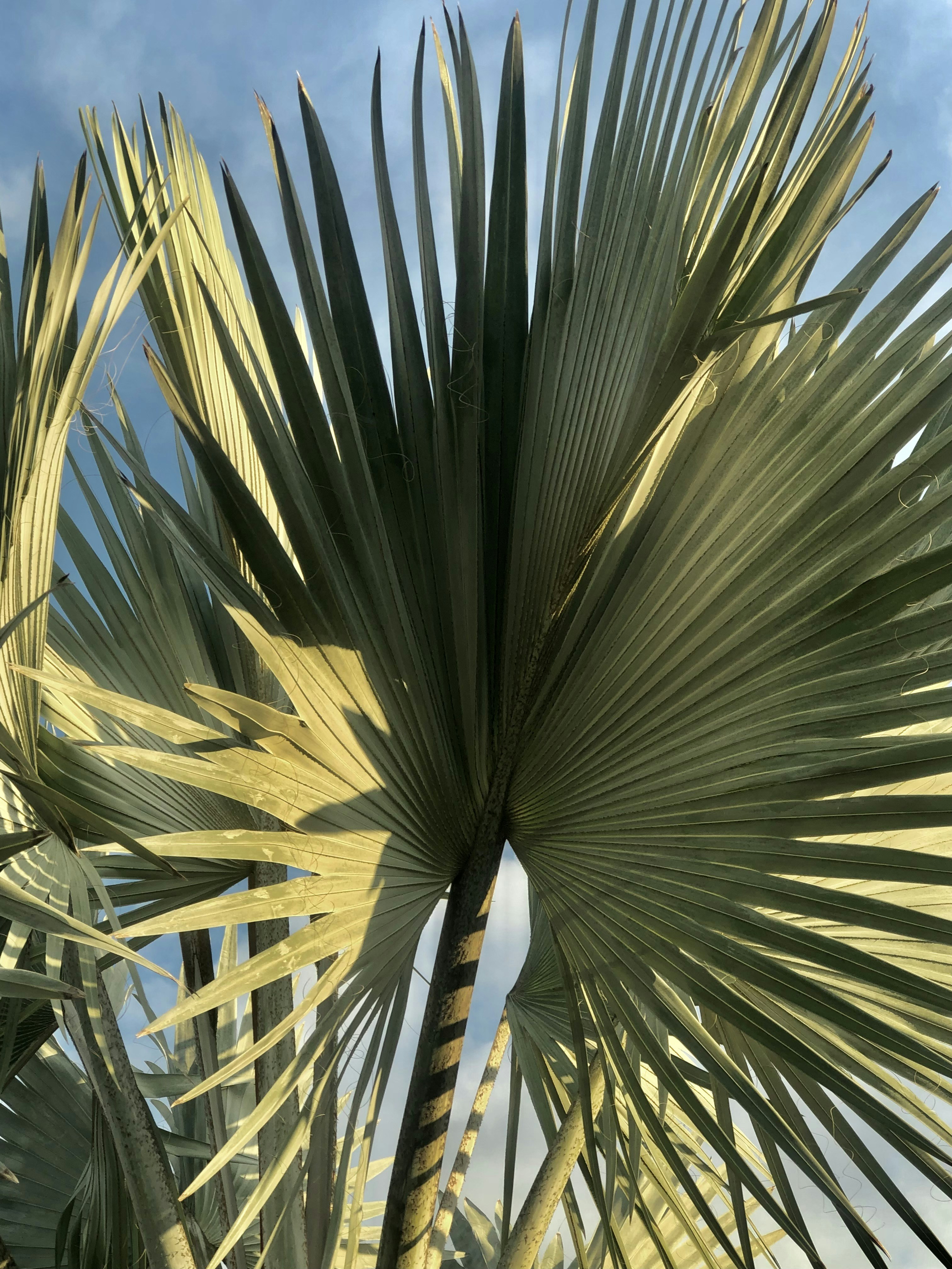 Sunlight filters through the fan-like leaves of palm trees, creating a textured canopy against a blue sky.
