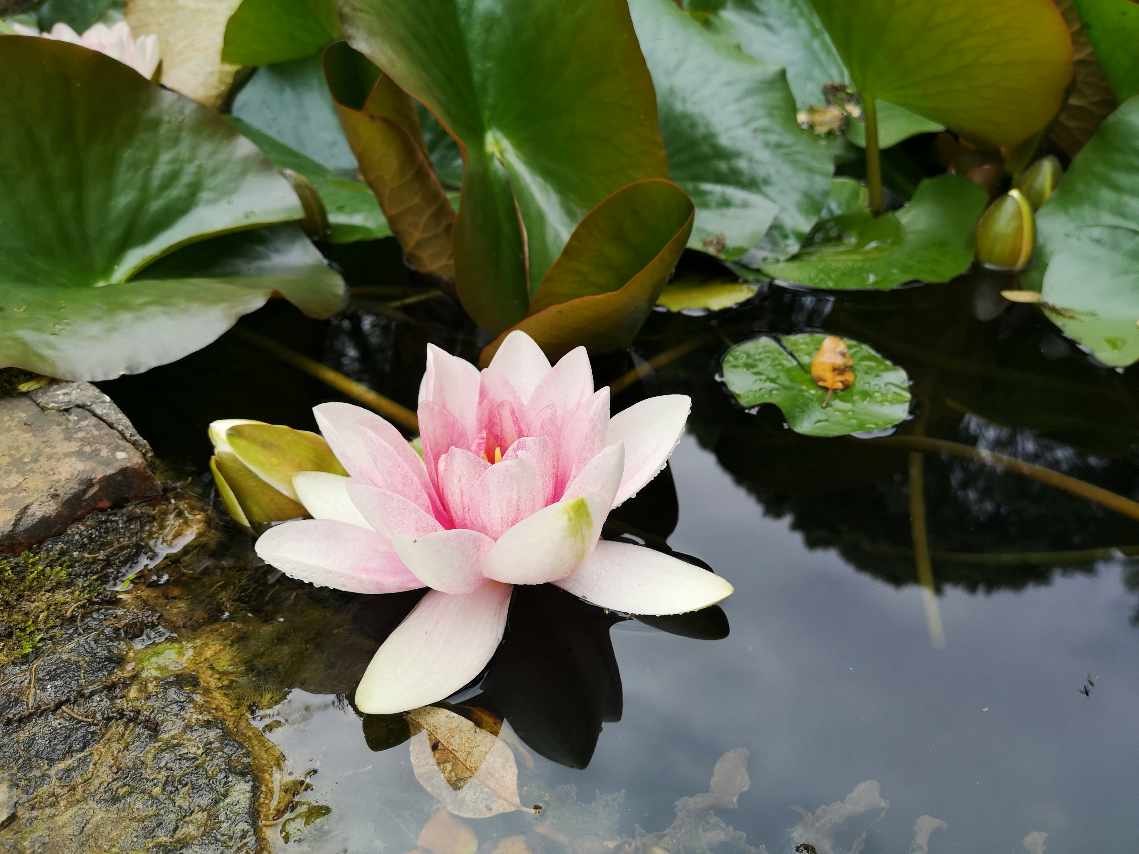 Petals on the Quiet Mirror: Pink Water Lily Portrait