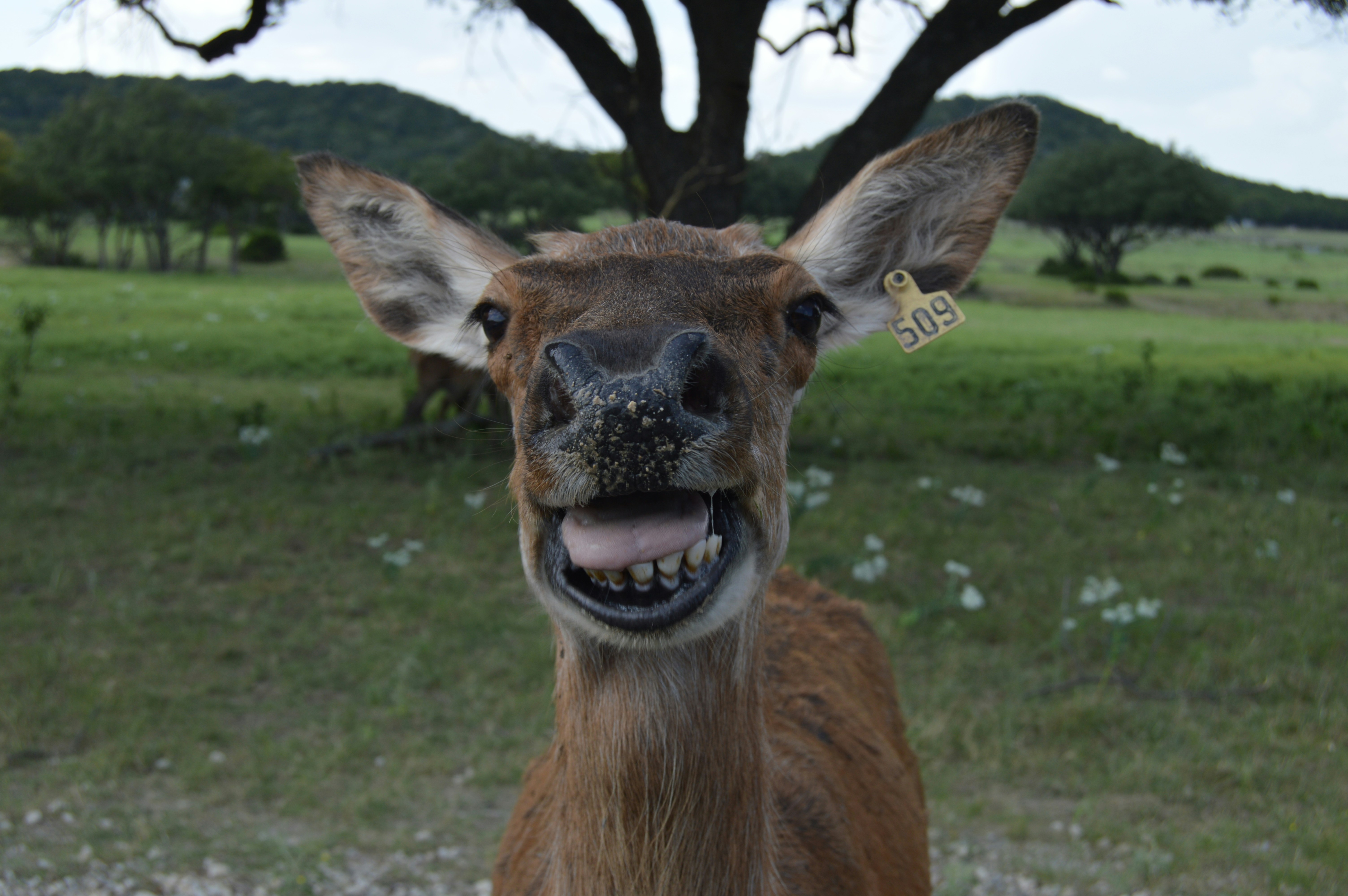 Funny Goofy Picture Pictures | Download Free Images on Unsplash