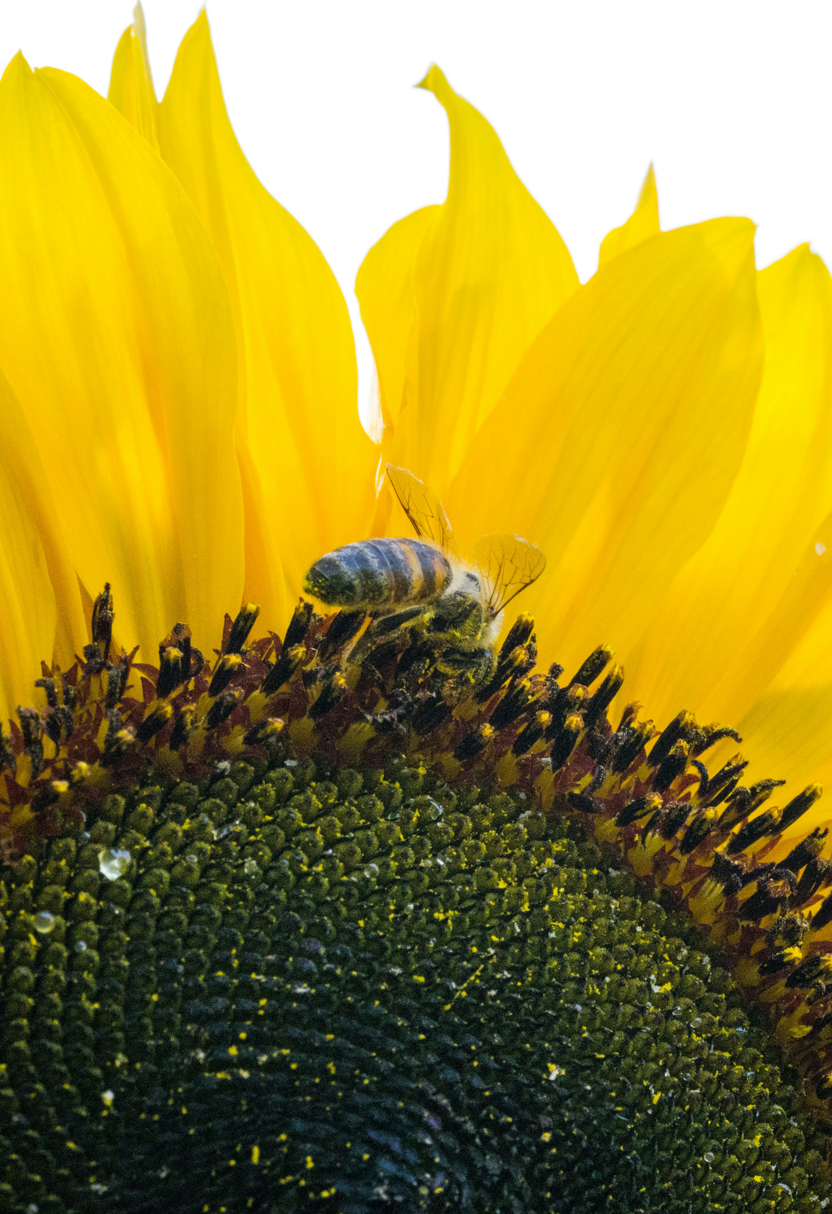 Bee collecting nectar from the center of a vibrant sunflower, showcasing the intricate relationship between flora and fauna.