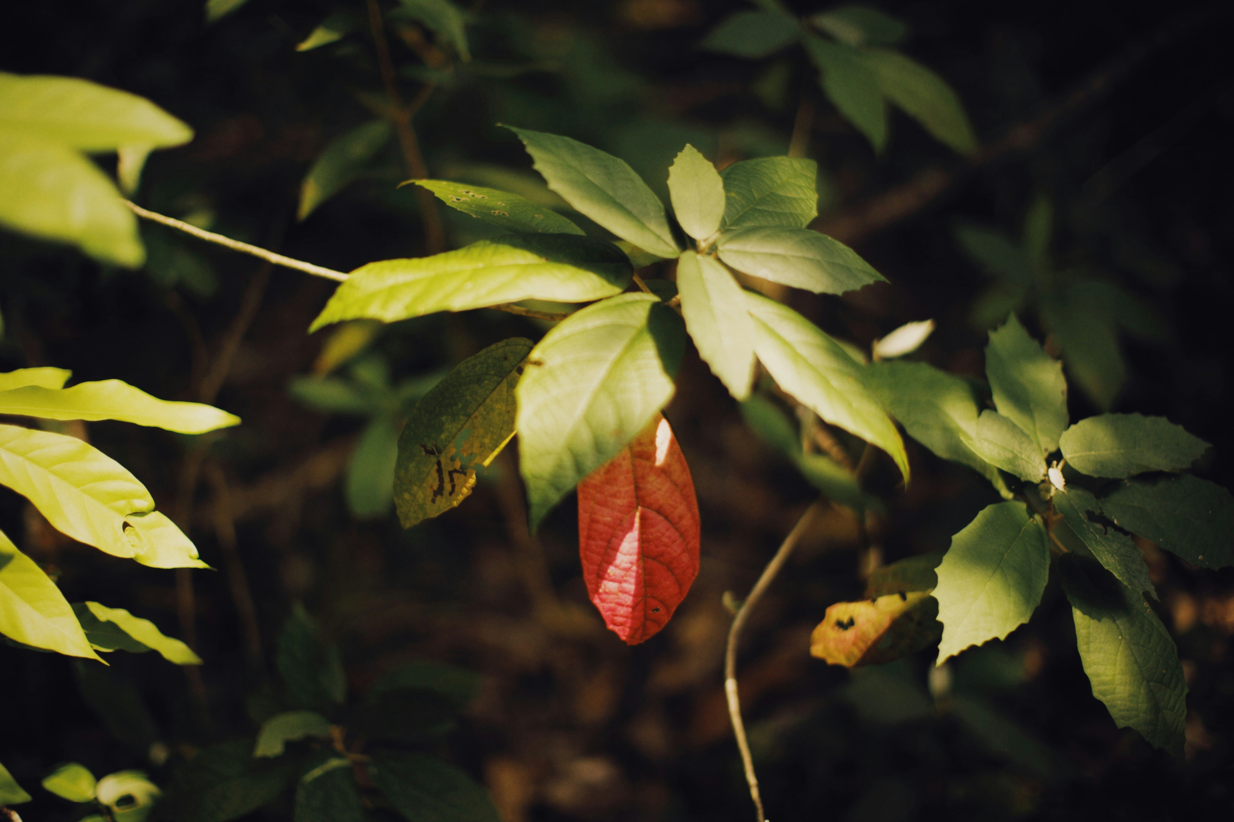 white and green leaves plant