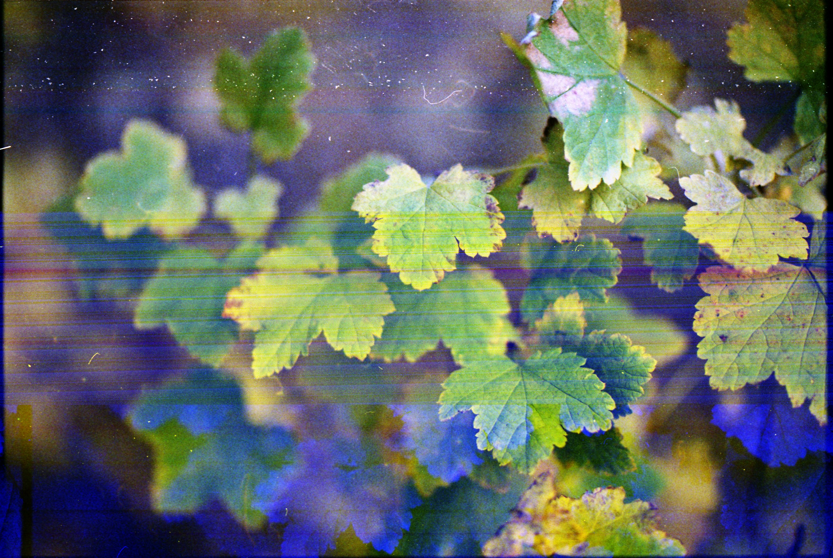 Leaf Mosaic in Ethereal Blur