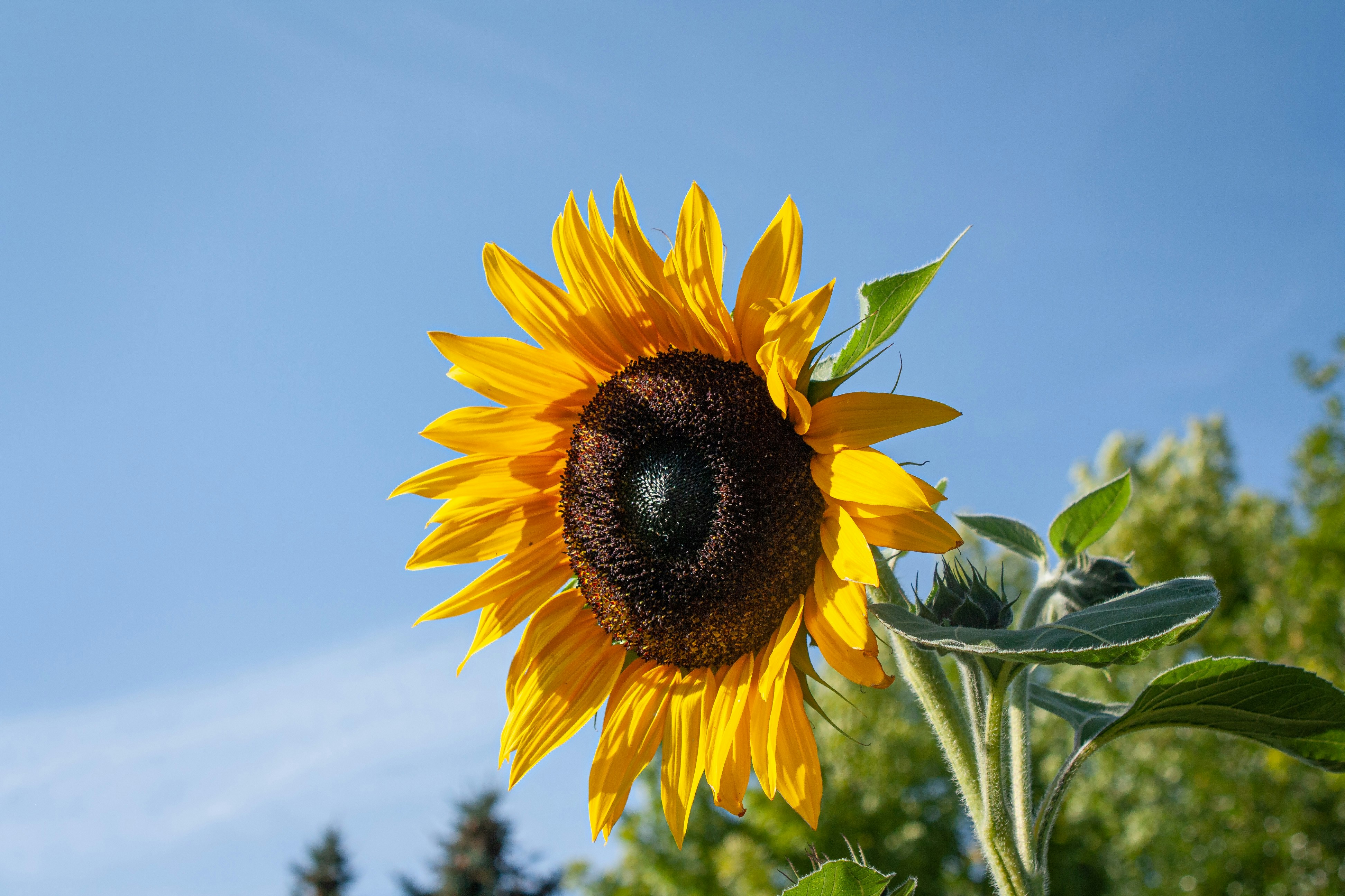 Golden Radiance: The Sunflower's Embrace