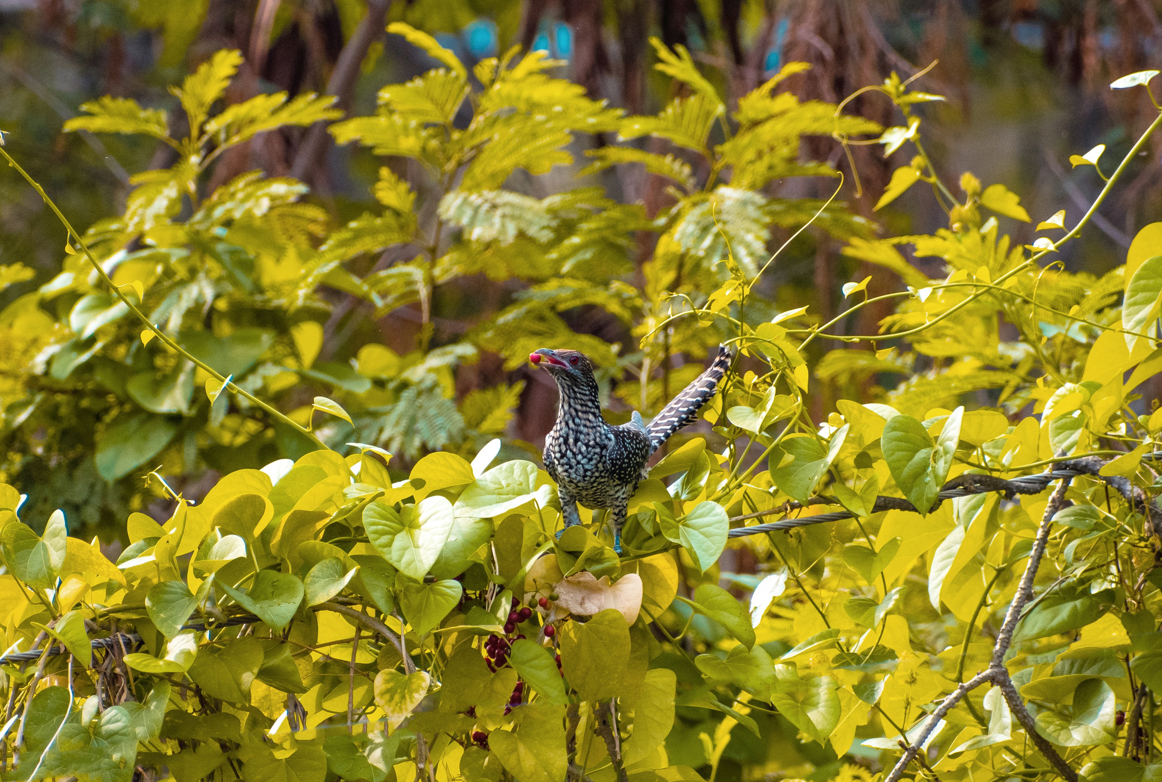 Female Asian Koel perched among lush green foliage with vibrant plumage.