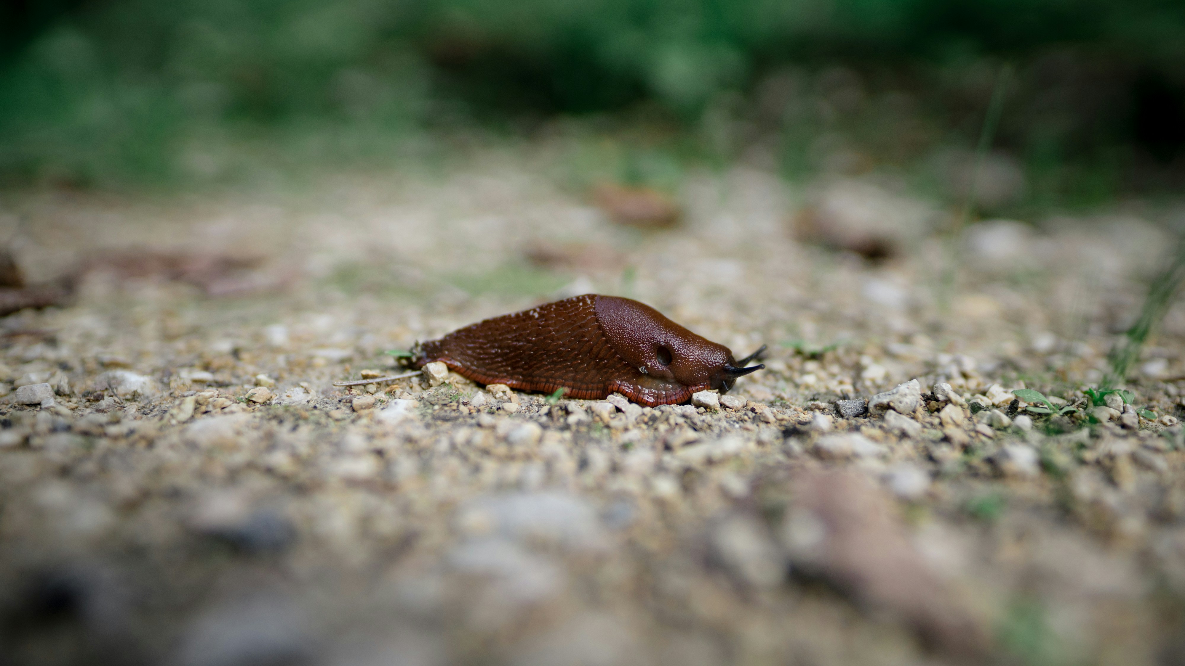 brown snail on brown sand during daytime