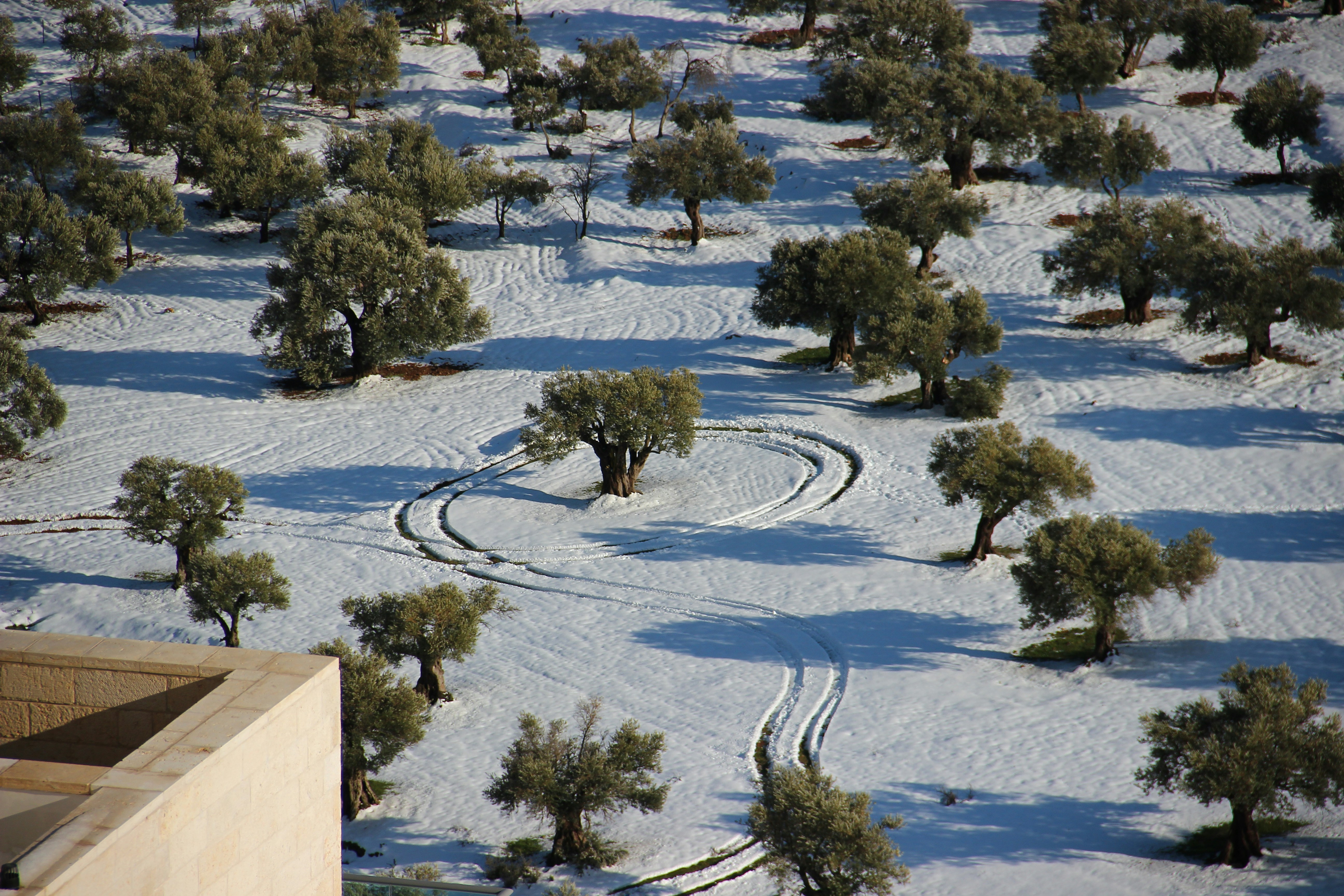 Snow-patterned grove: circular ruts weaving through the trees near a sunlit ledge