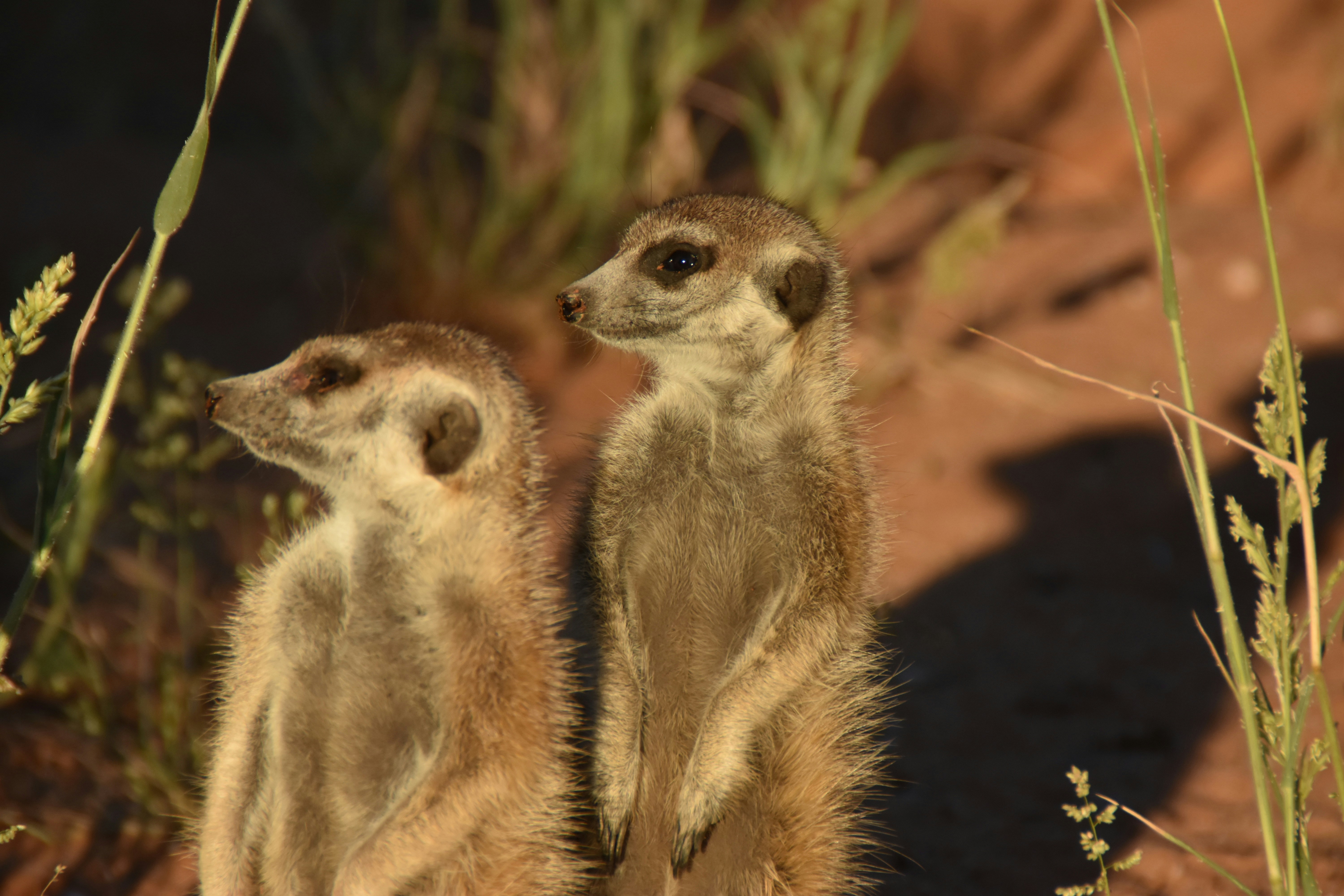 Dusk Sentinel Pair: Meerkats Stand Guard