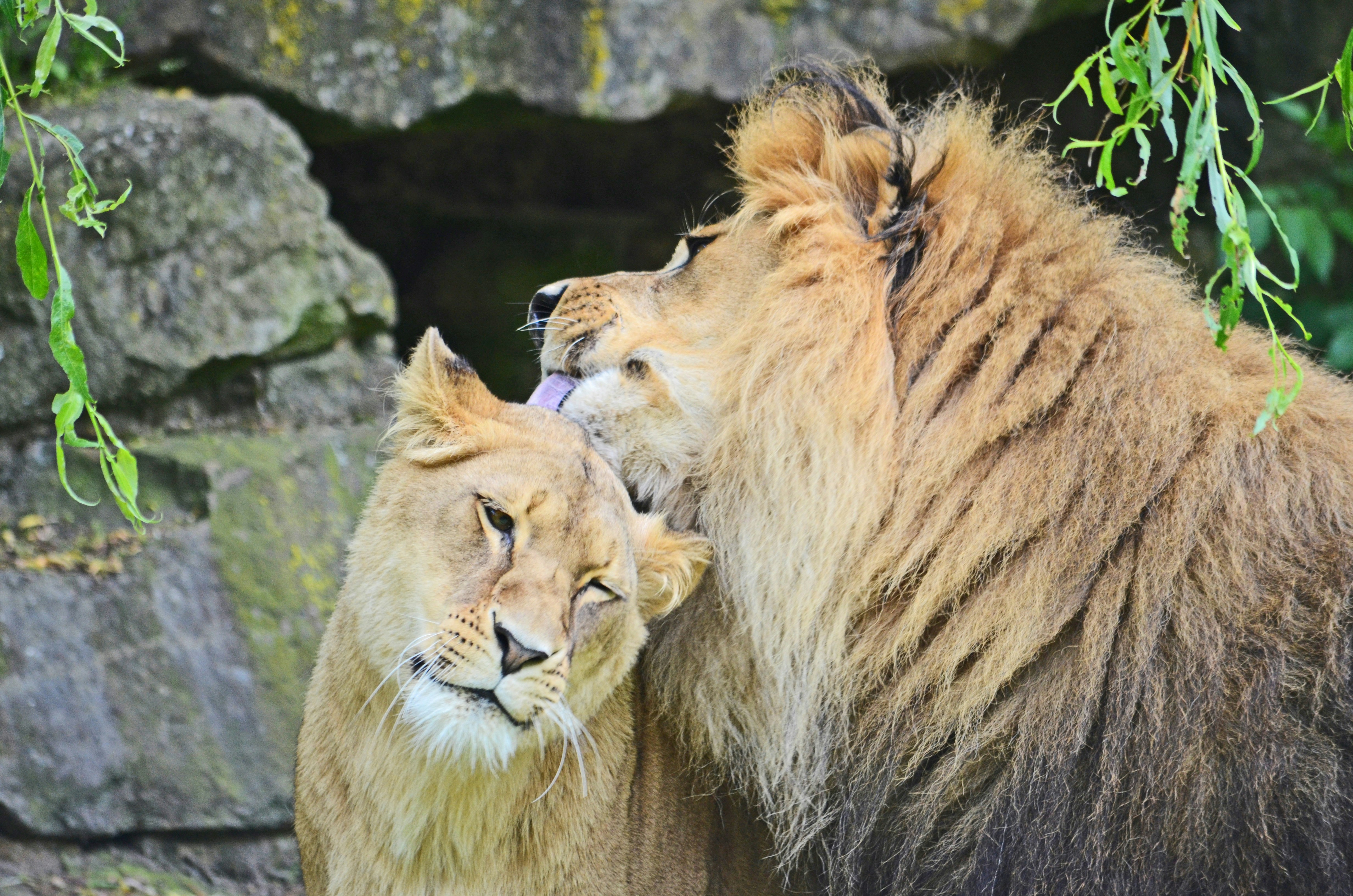 Lion lying on rock during daytime photo – Free Animals Image on Unsplash