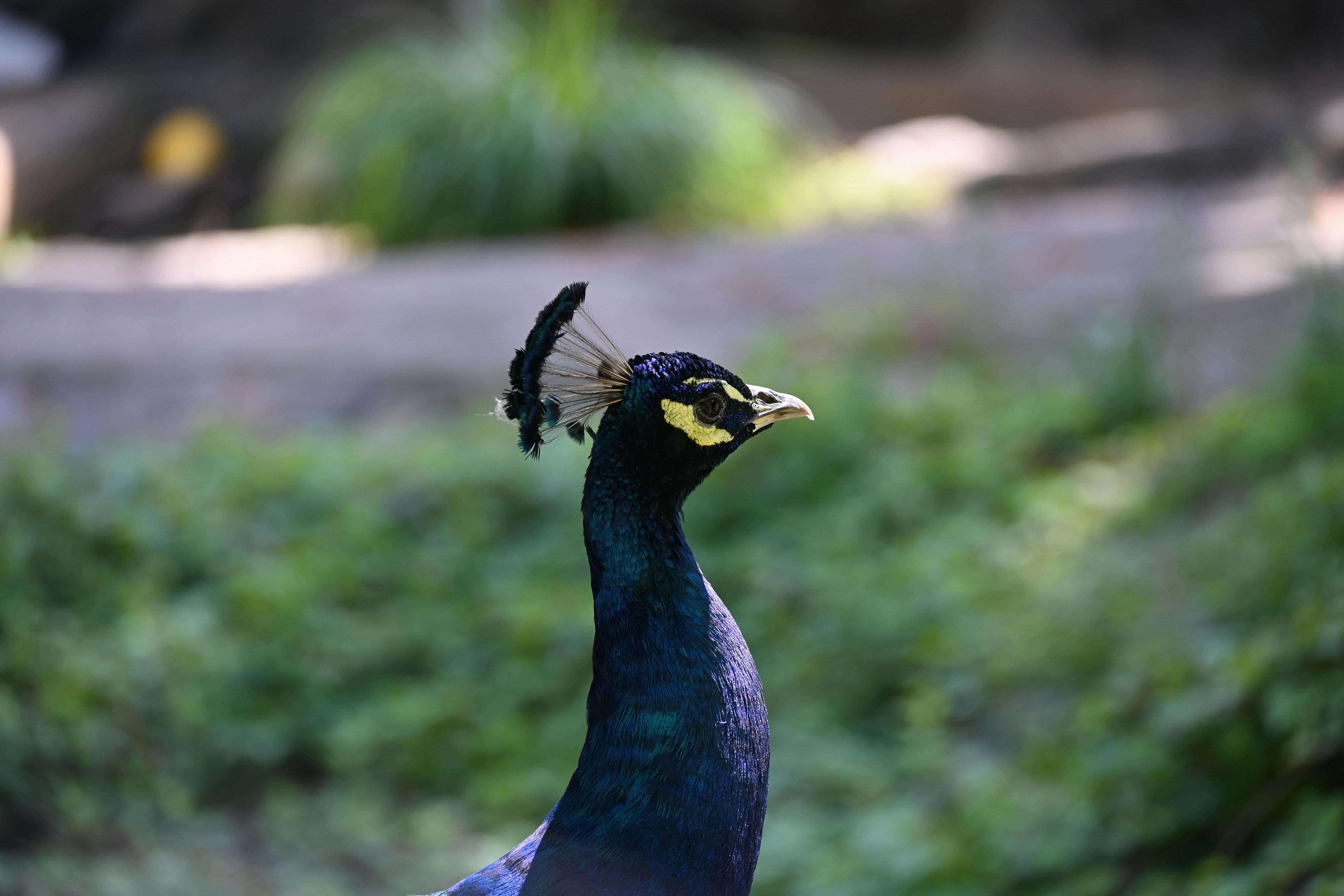 side profile of a peacock