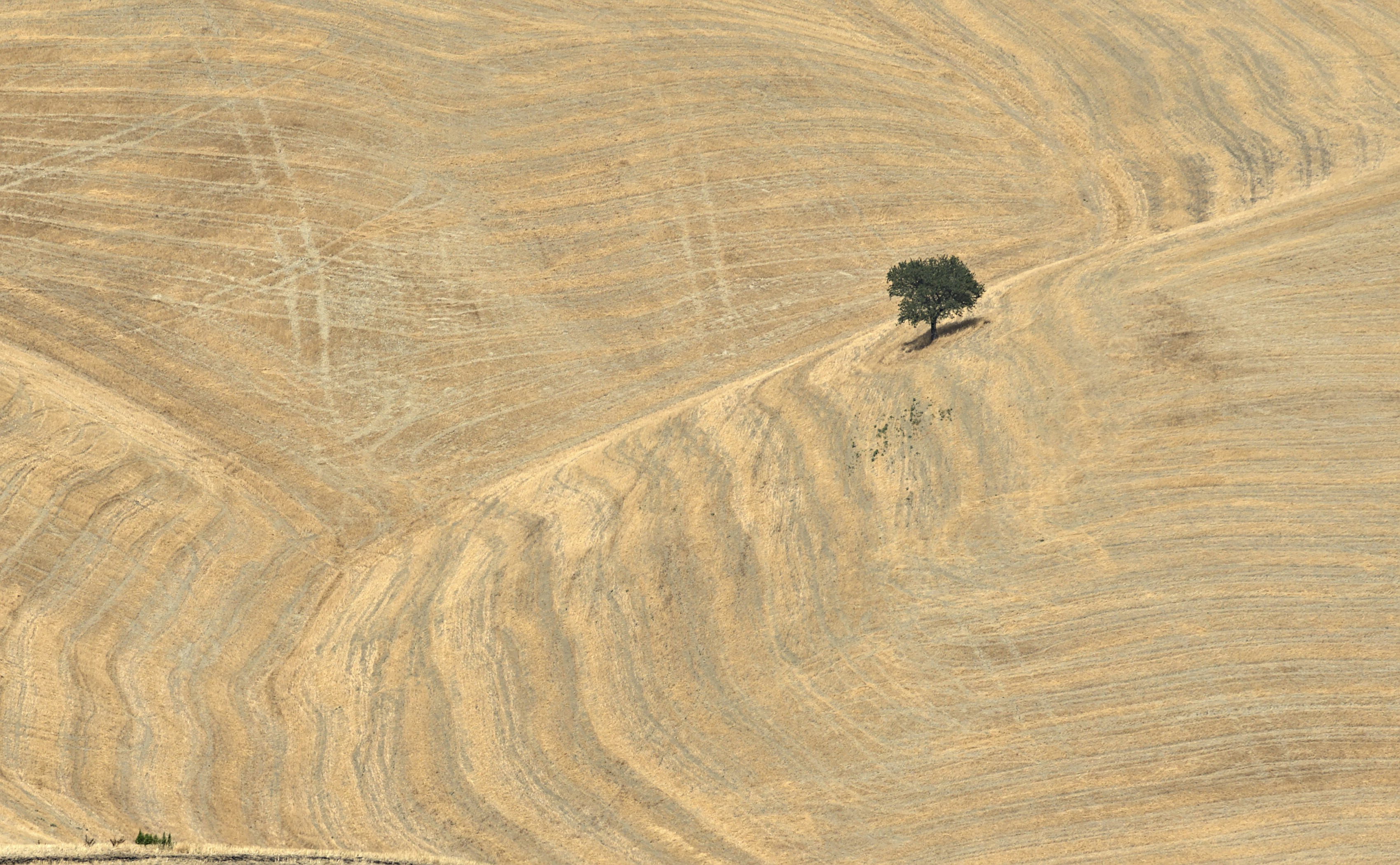 Lone Tree on a Wind-Worn Golden Ridge
