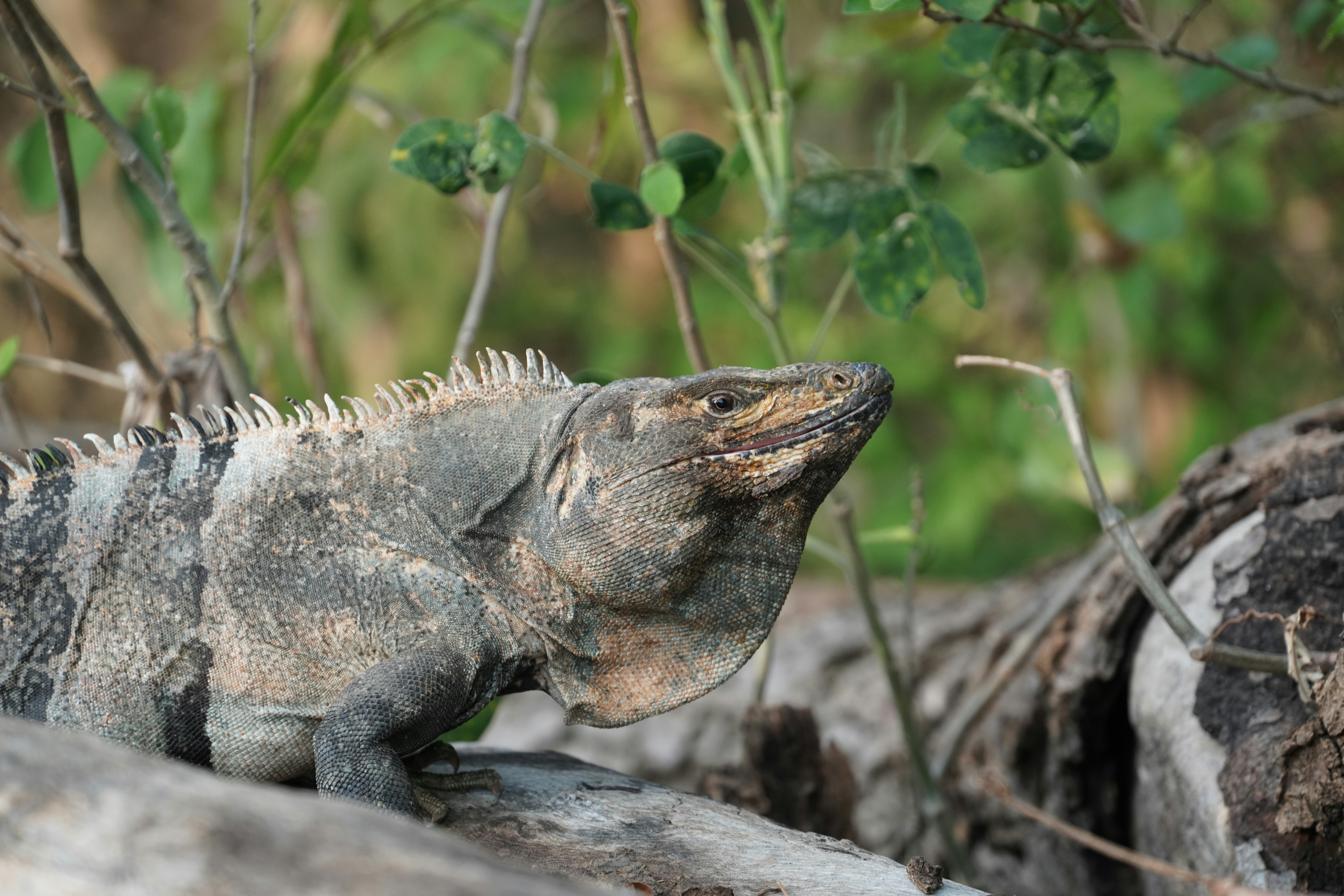 Stonebound Gaze: A Spiny-Iguana Portrait Among Greenery