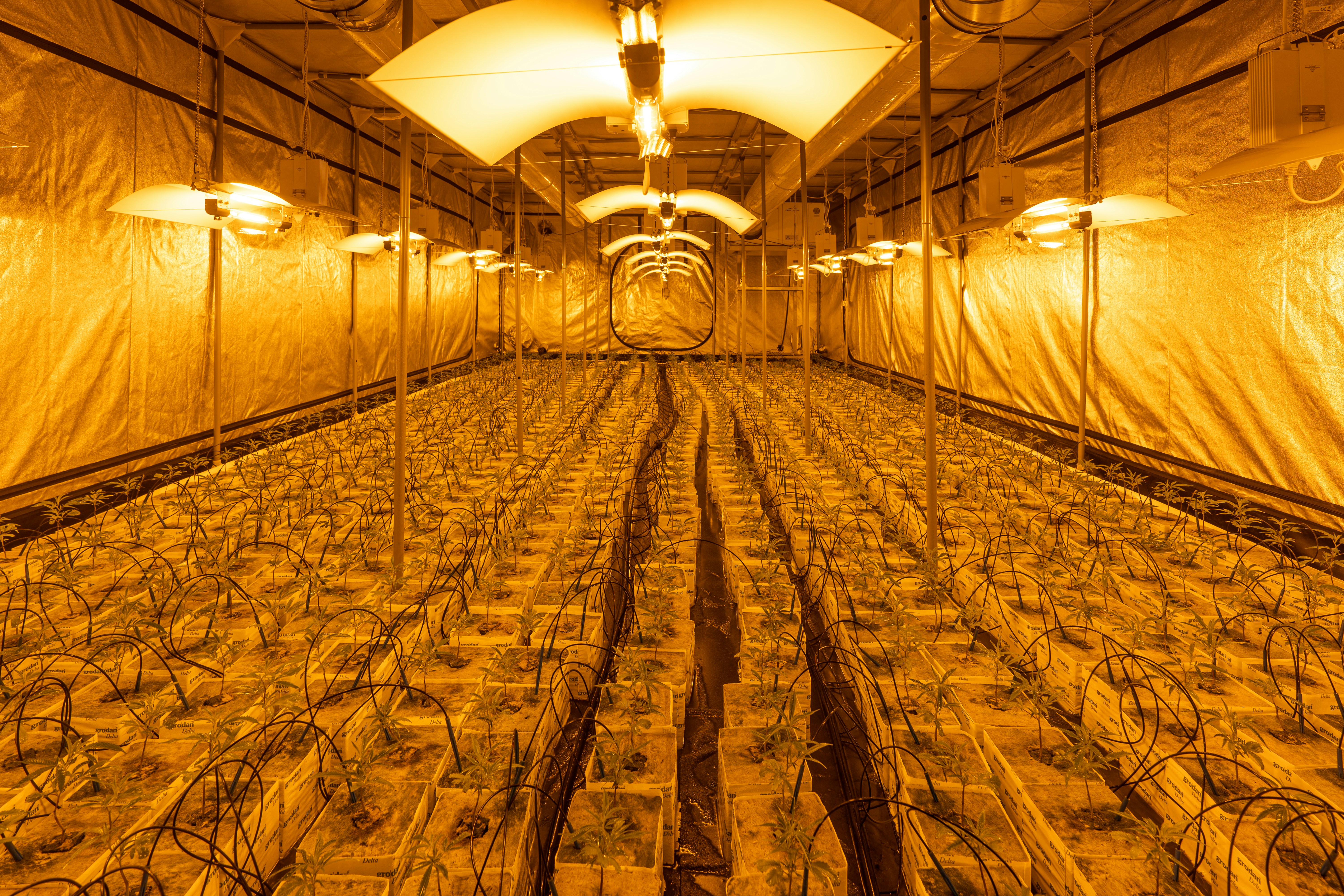 Tunnel of Tangerine Light: Seedling Aisles in a Greenhouse