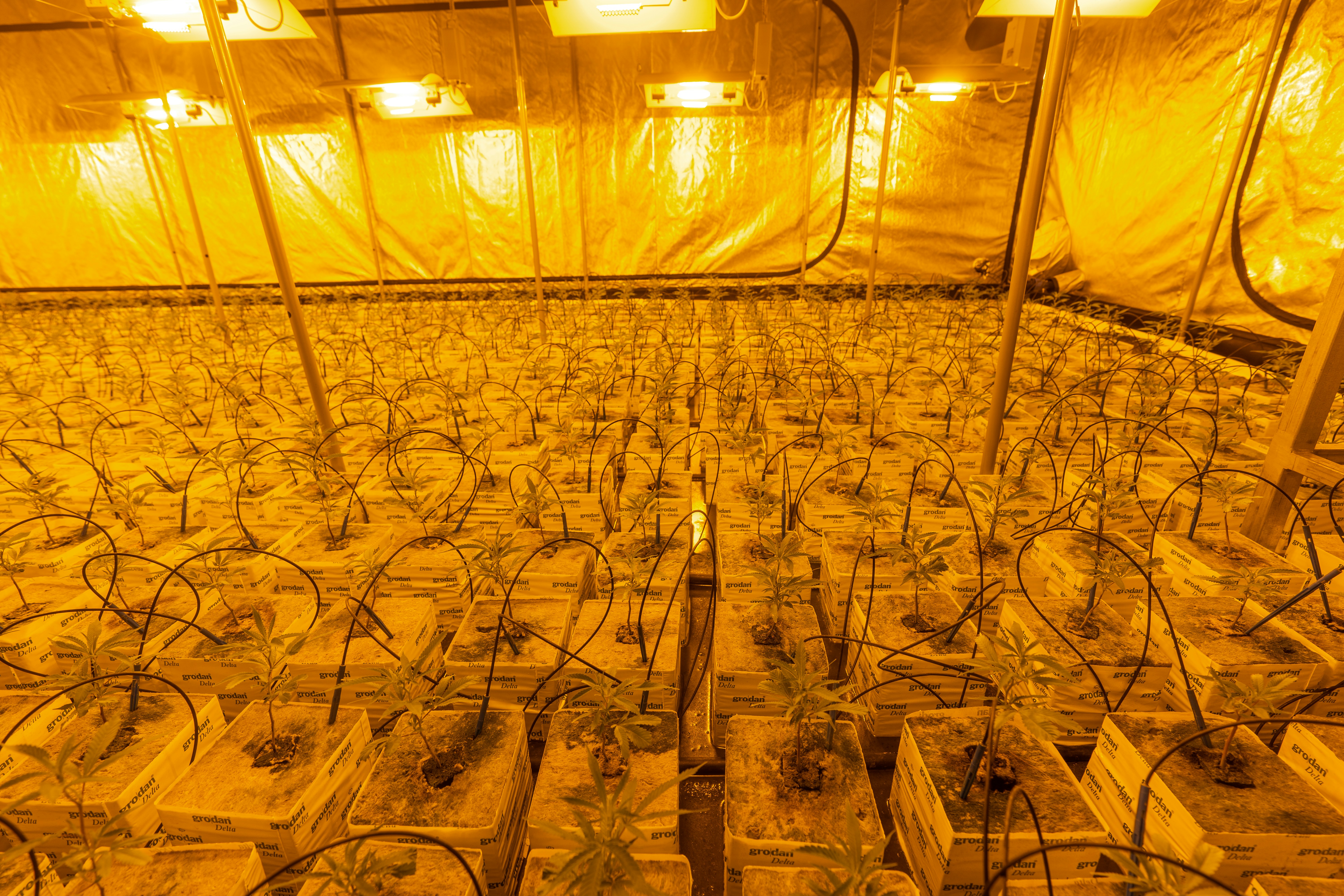 Indoor Grow Tent Array: Seedlings Under Golden Humidity