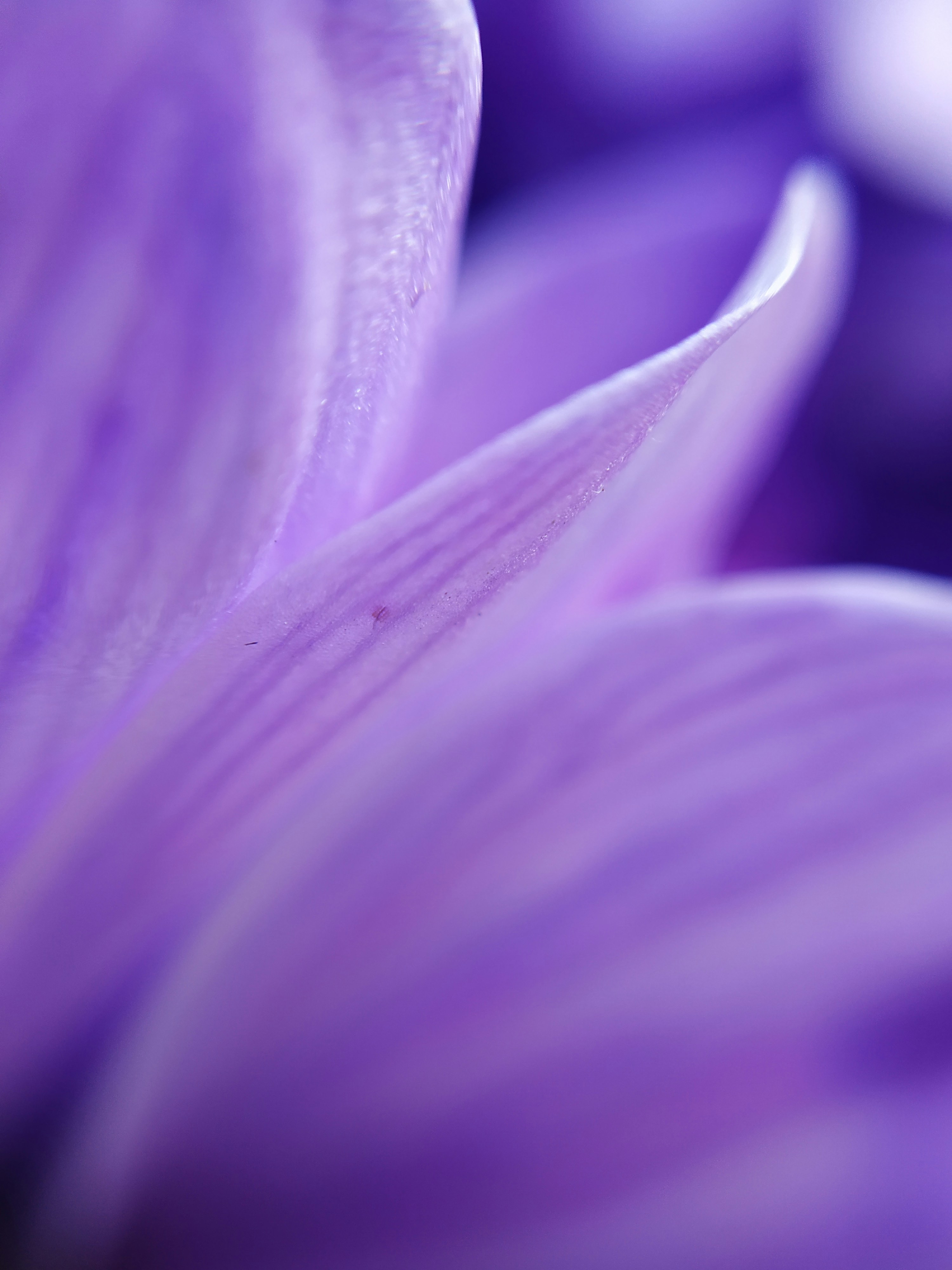 Close-up of delicate lavender petals showcasing intricate textures and soft gradients. The image highlights the beauty of nature's design.