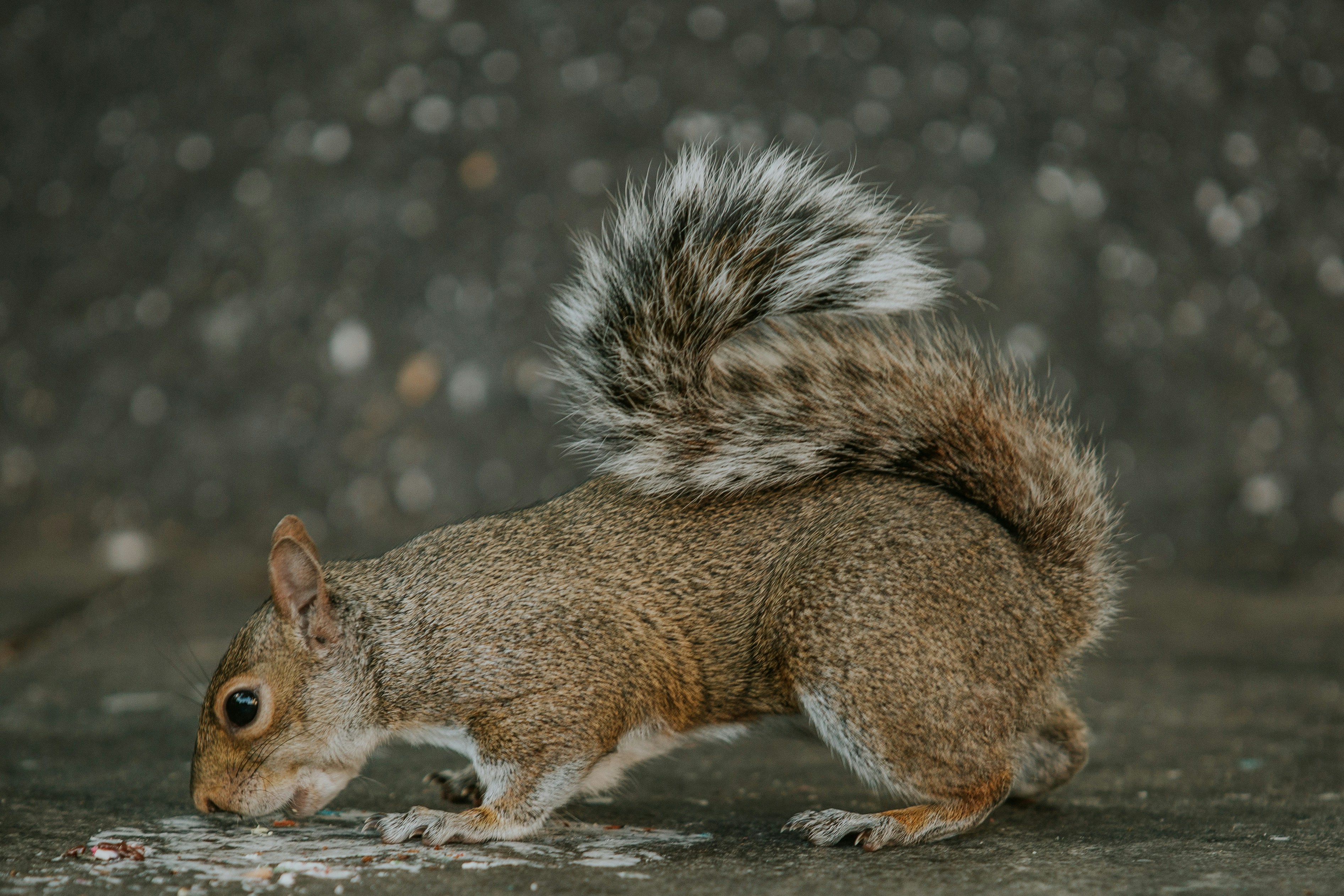 squirrel in NYC