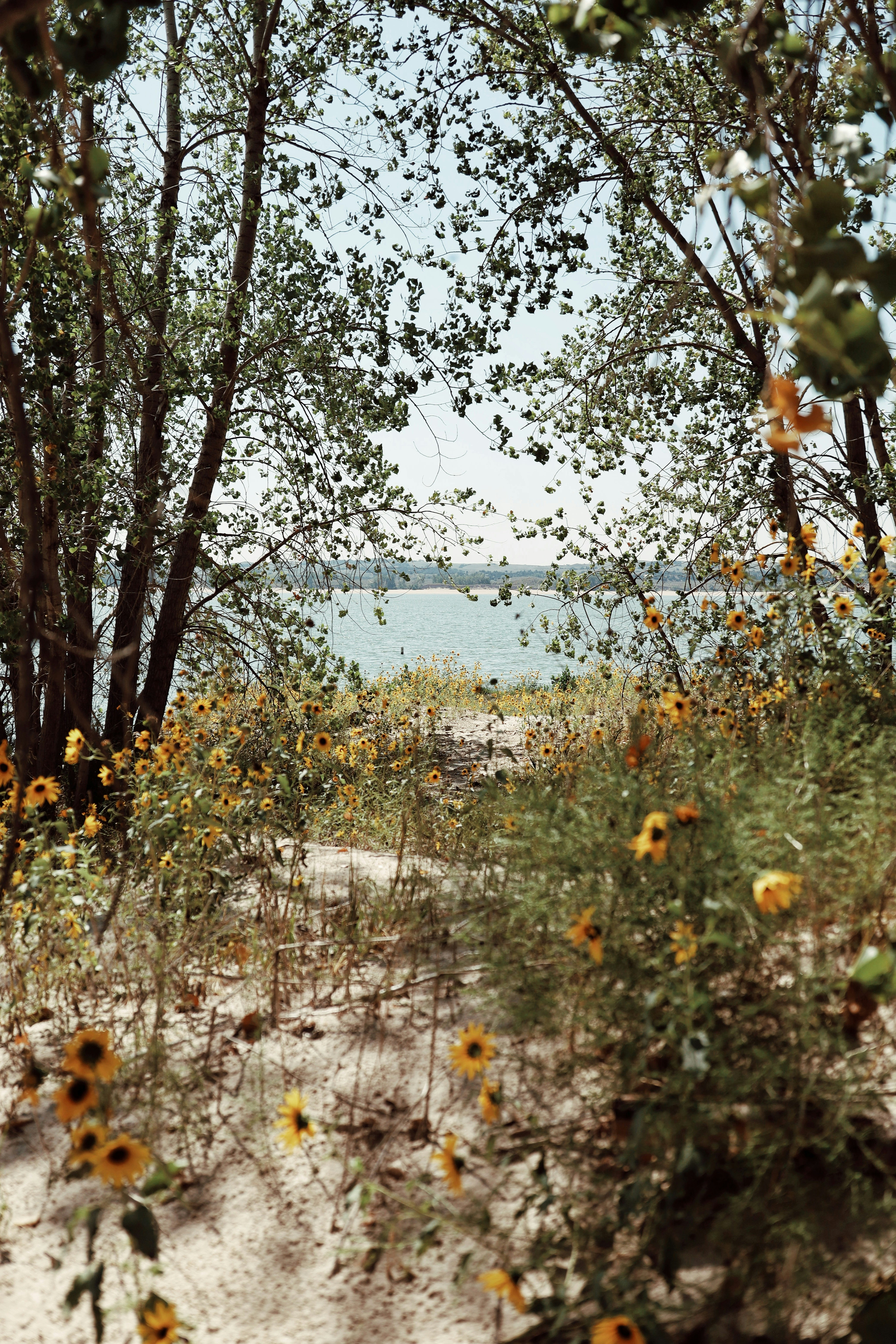 brown and green trees near body of water during daytime