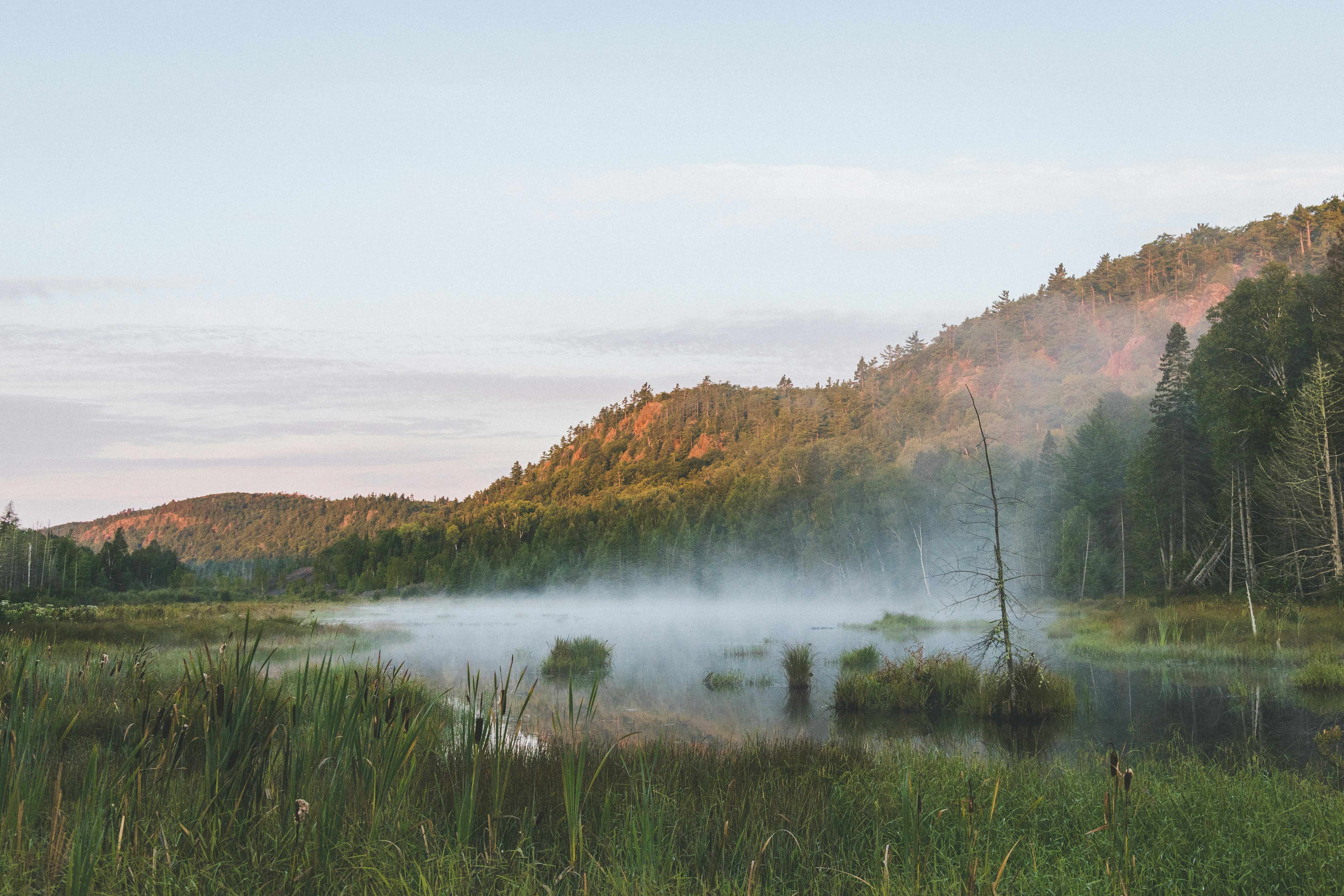 Dawn Mist Drapes the Wetland Beneath a Pine-Clad Hill