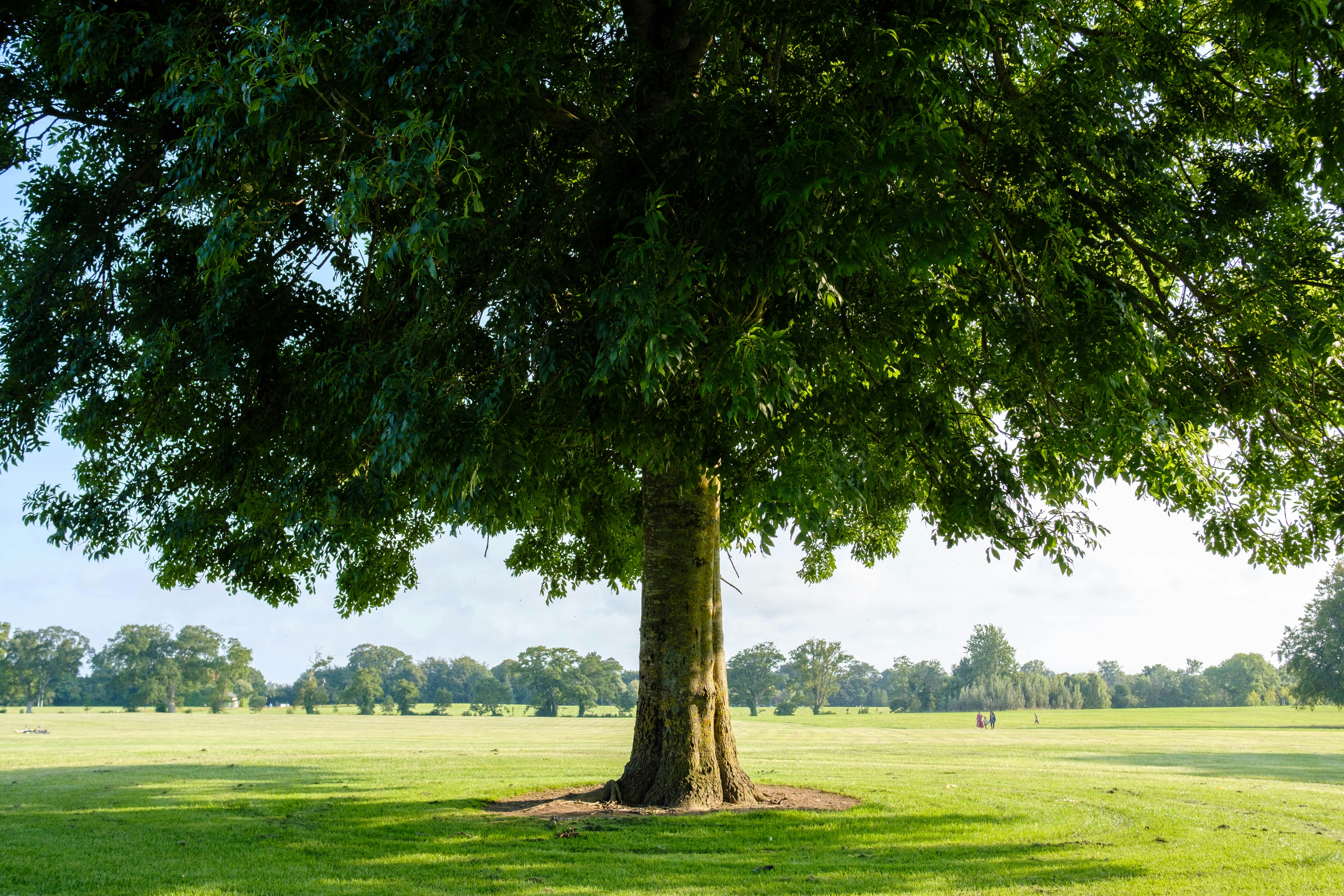 Large oak tree standing alone in a vast green field, casting a gentle shadow on the grass. Early morning light enhances the serene atmosphere.