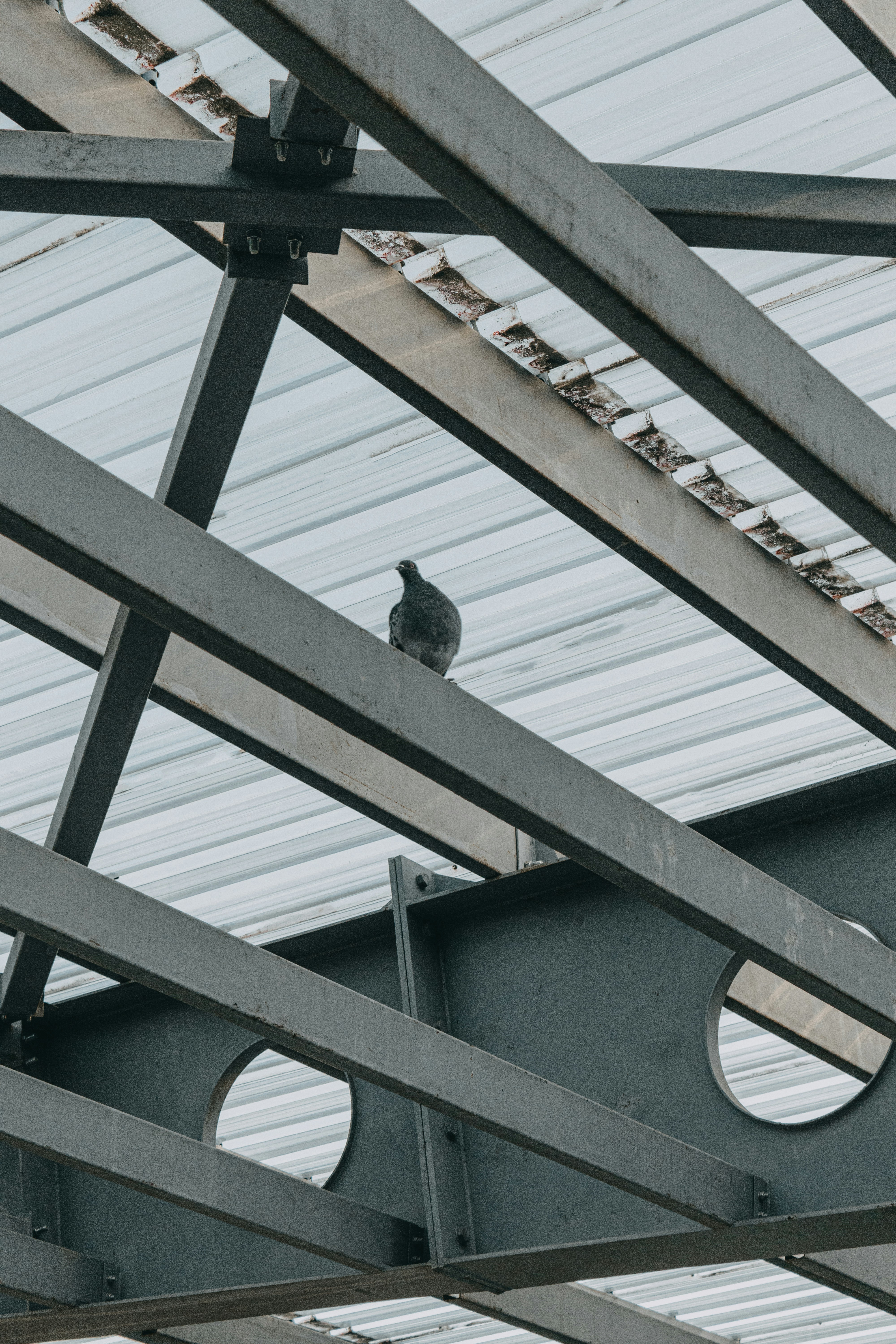 A pigeon perched atop industrial metal beams beneath a translucent roof, showcasing the contrast between nature and urban architecture.