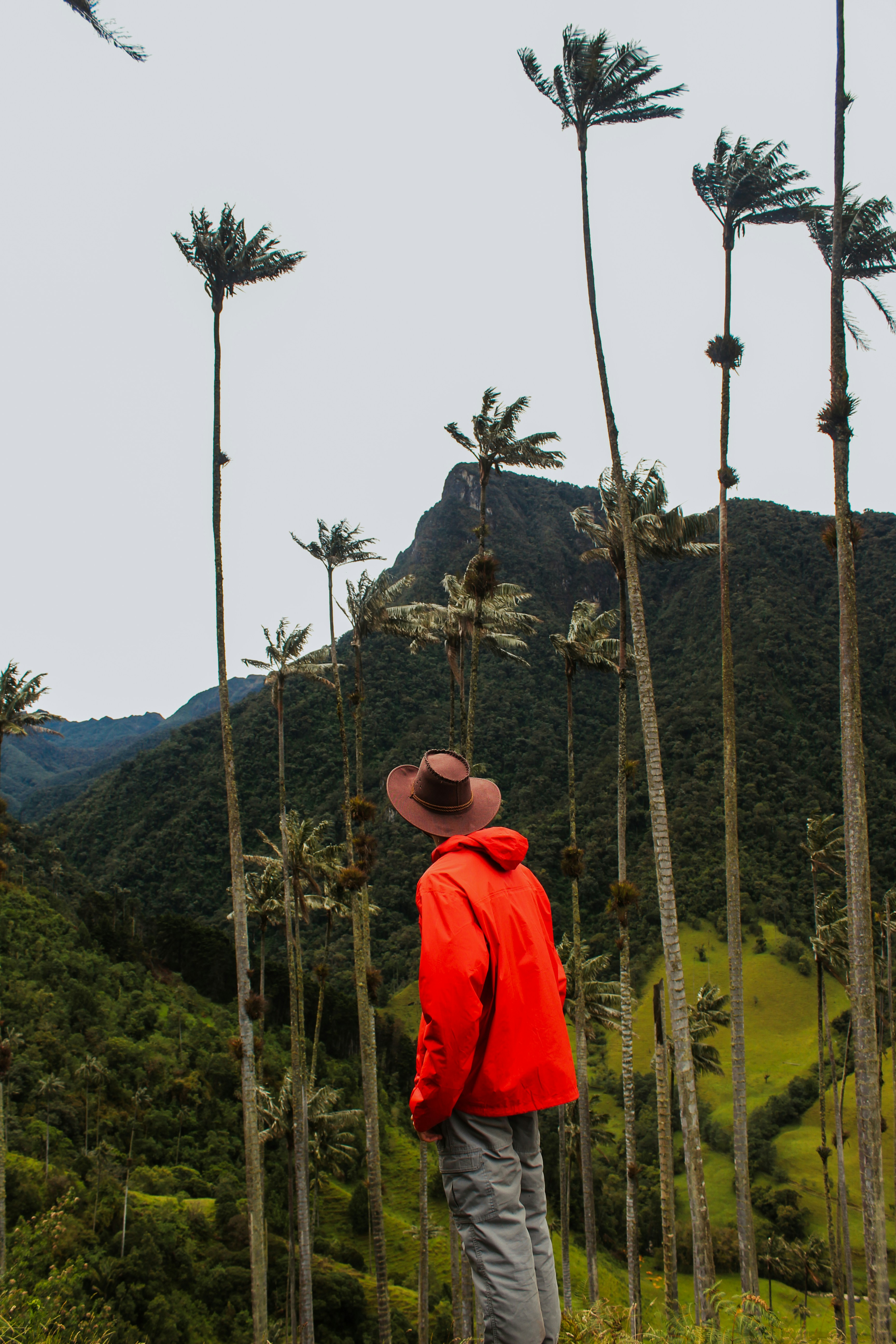 Red Jacket Amidst Tall Palms Over a Mountain Vignette