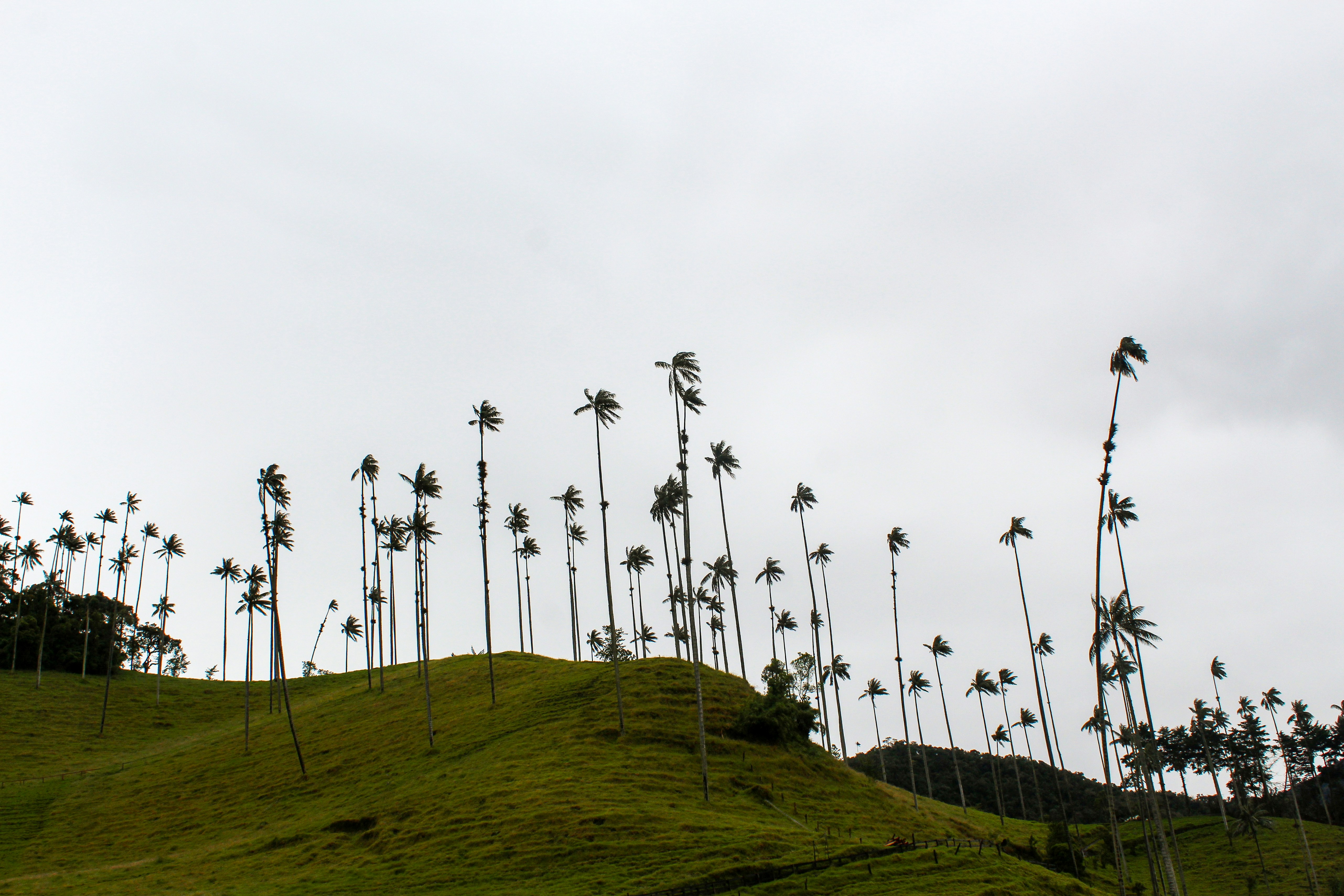 Tall, Slim Palms Stand Guard on a Wind-Swept Hill