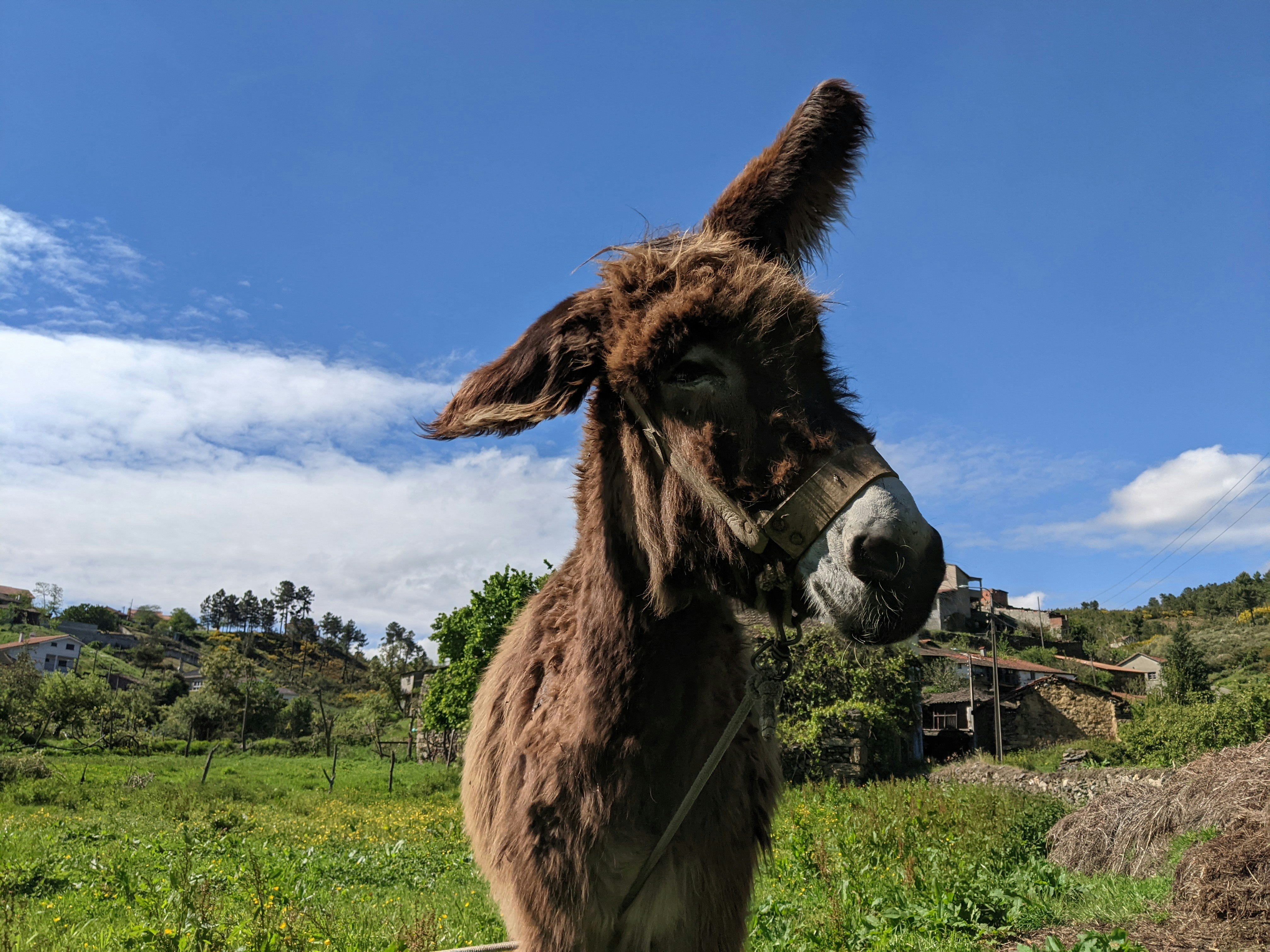 Sunlit Donkey Portrait Amid Green Hills and Blue Sky