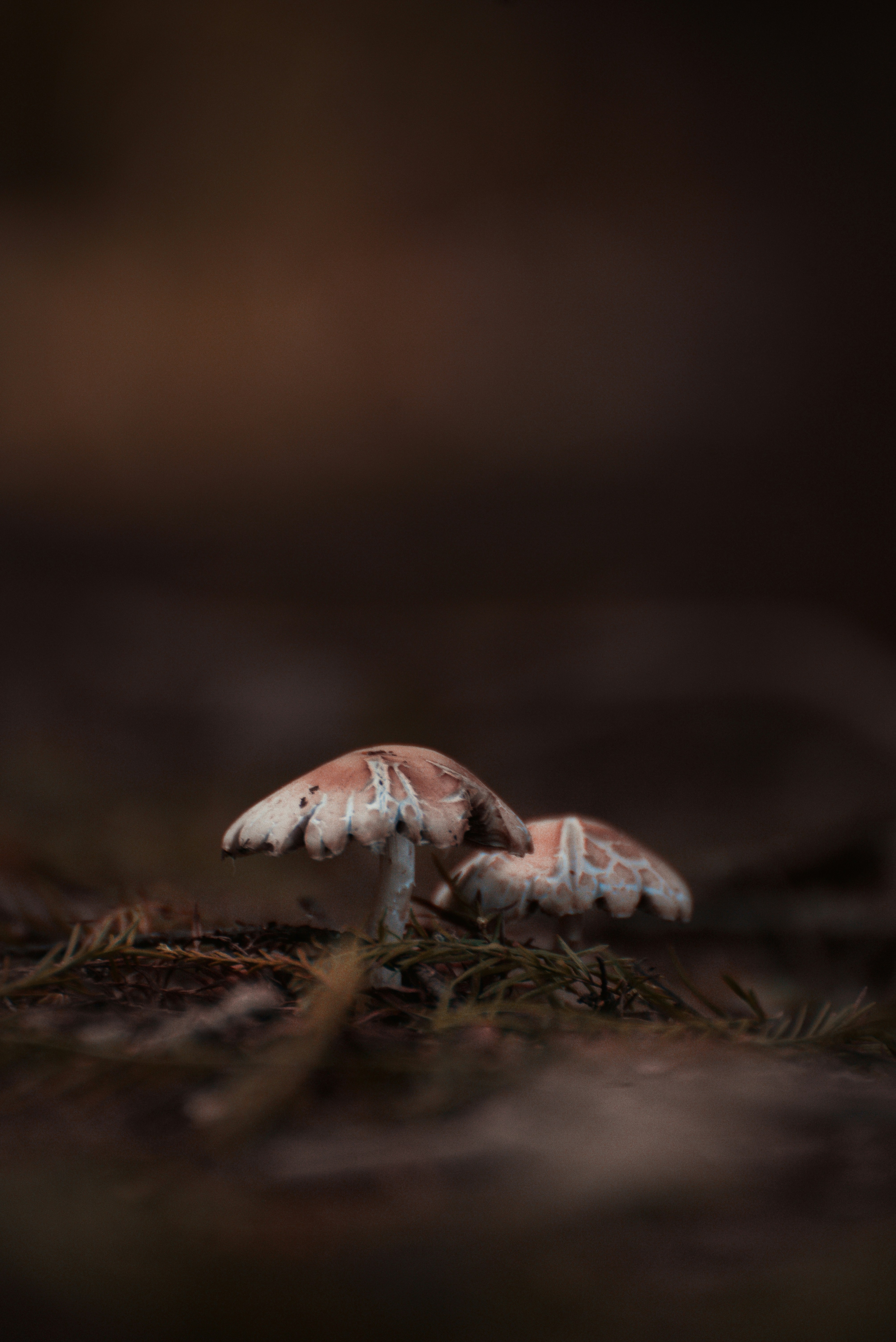 Mushroom duet in dim forest light