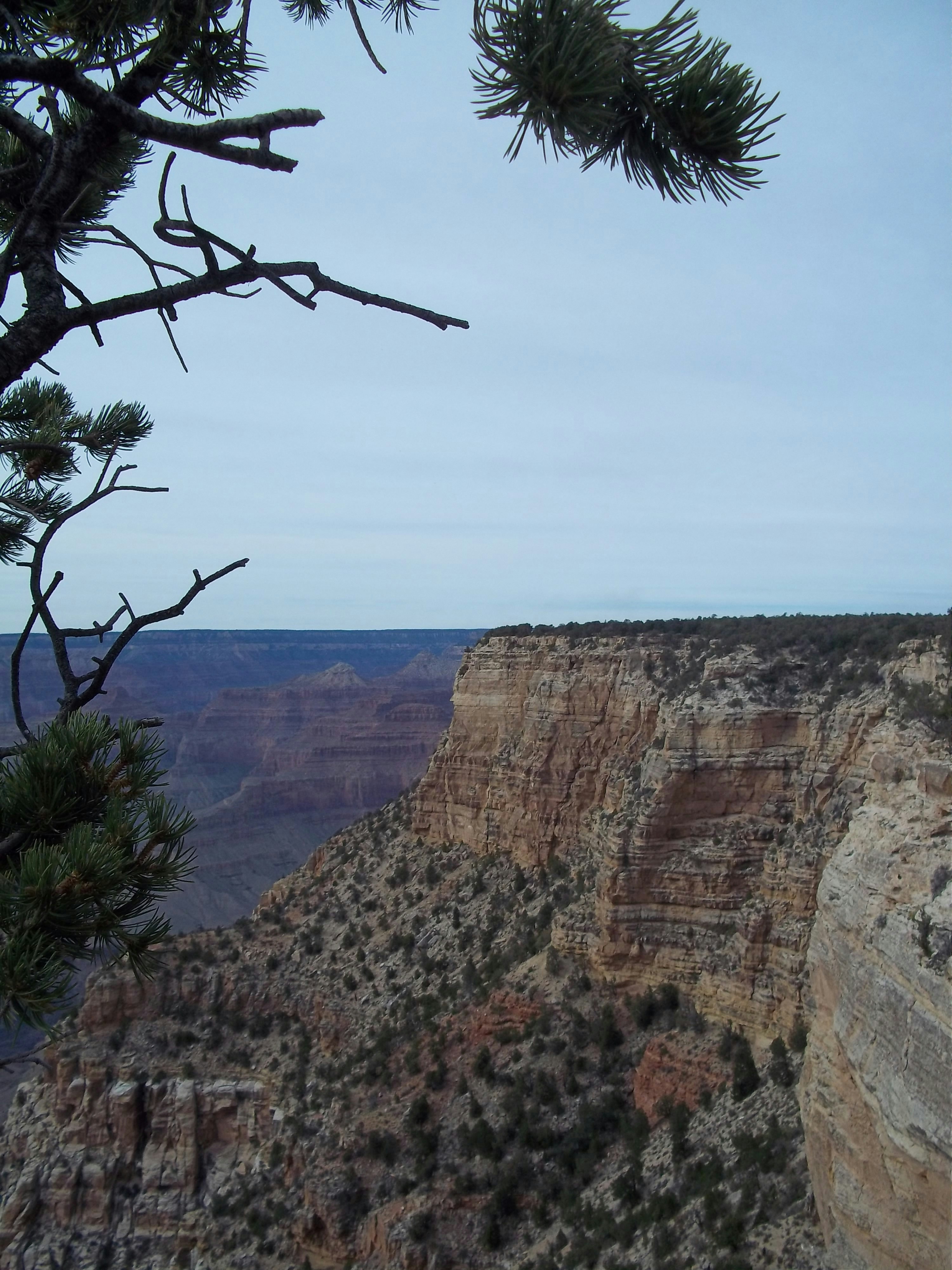 Pine-framed canyon overlook with layered rock walls and a pale blue horizon under a clear sky.