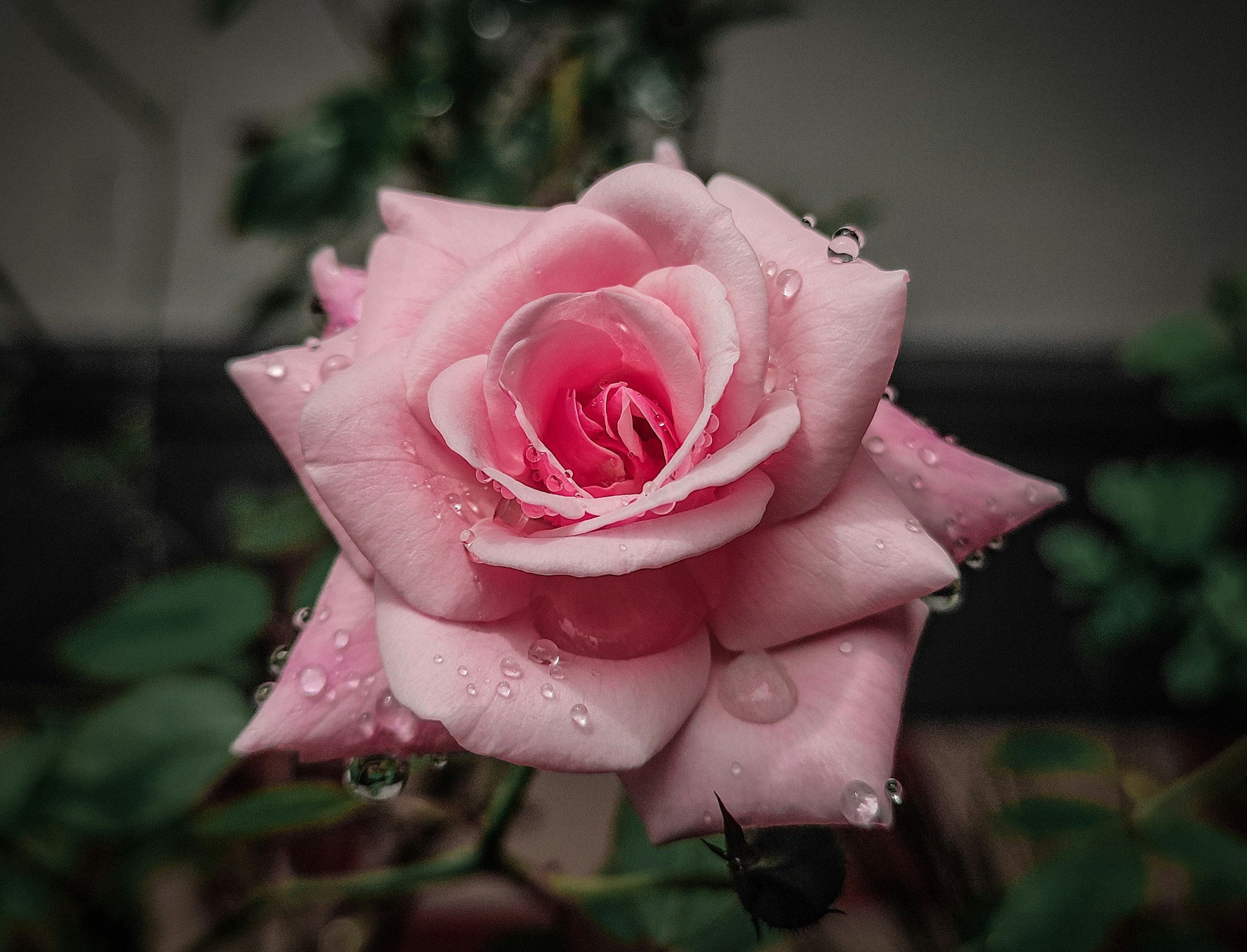 Dew-Kissed Pink Rose: A Close-Up Portrait of Velvet Petals